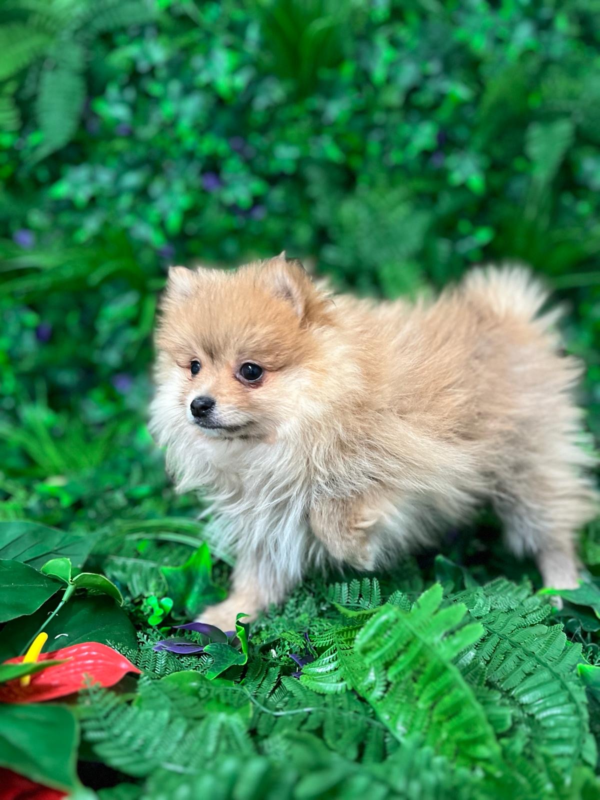 Chiot Spitz - Acheter et réserver un chiot Spitz Nain – CHIOTS.COM