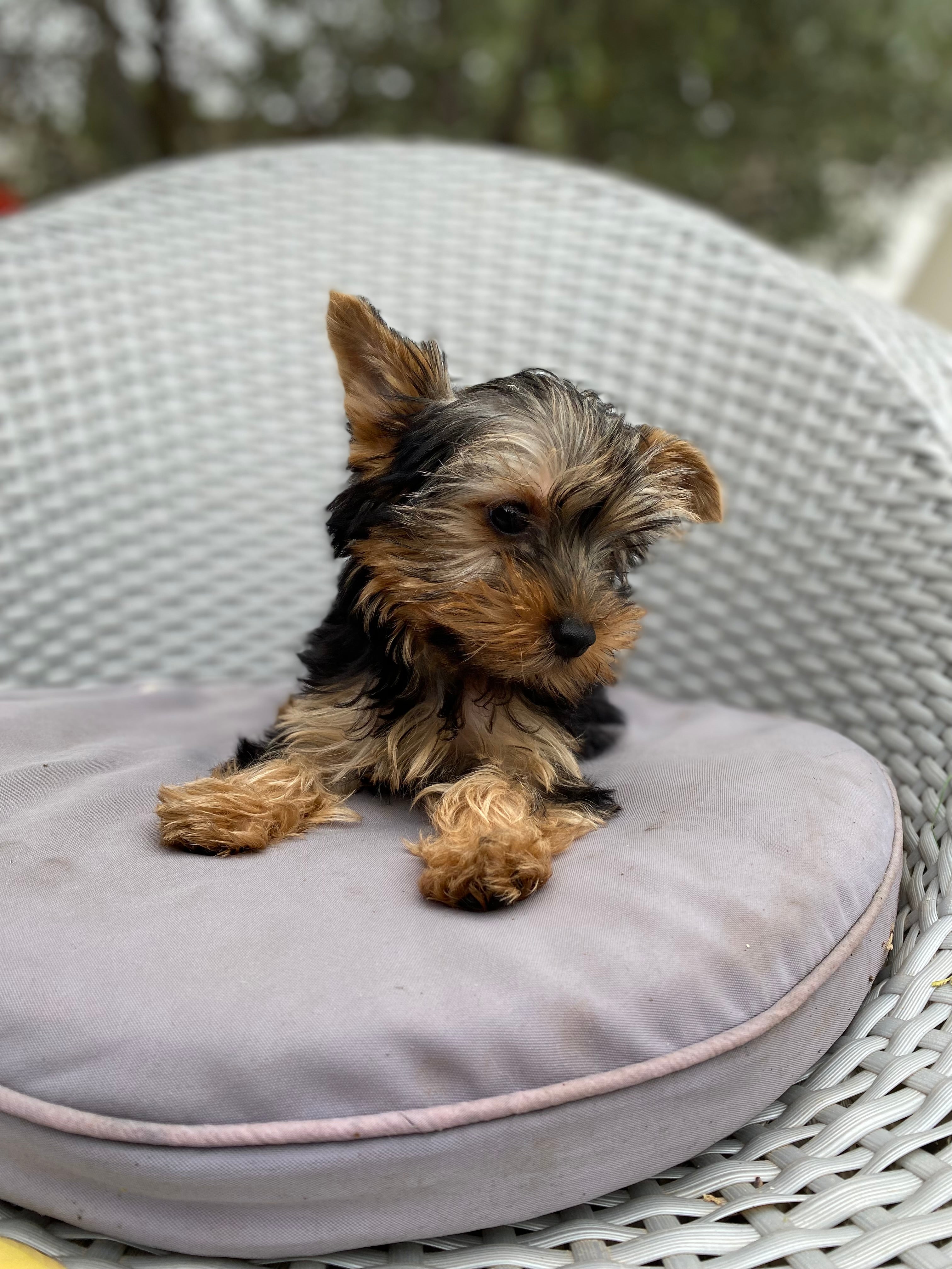 Chiot Yorkshire Terrier - Acheter et réserver un chiot Yorkshire ...