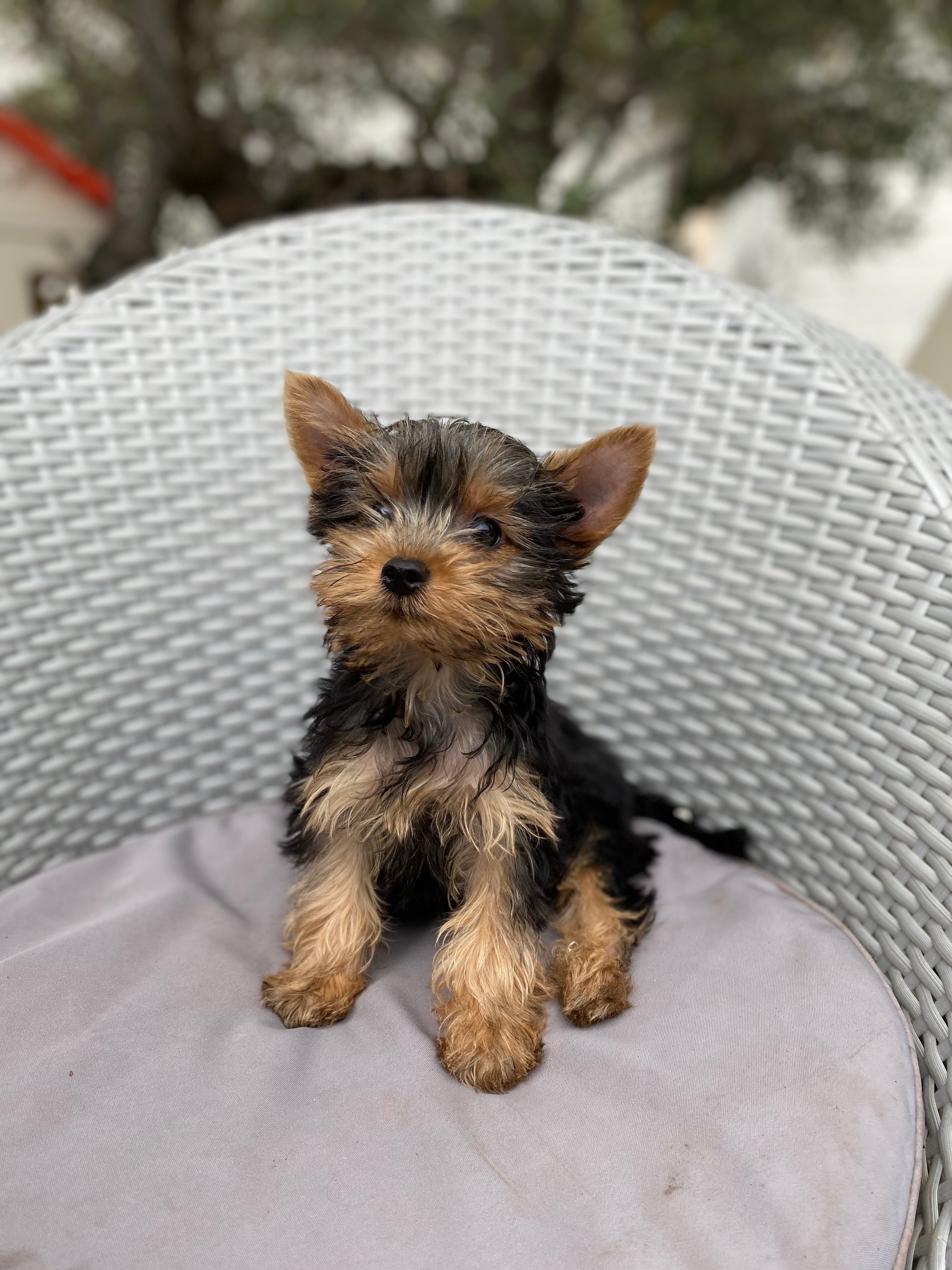 Chiot Yorkshire Terrier - Acheter et réserver un chiot Yorkshire ...