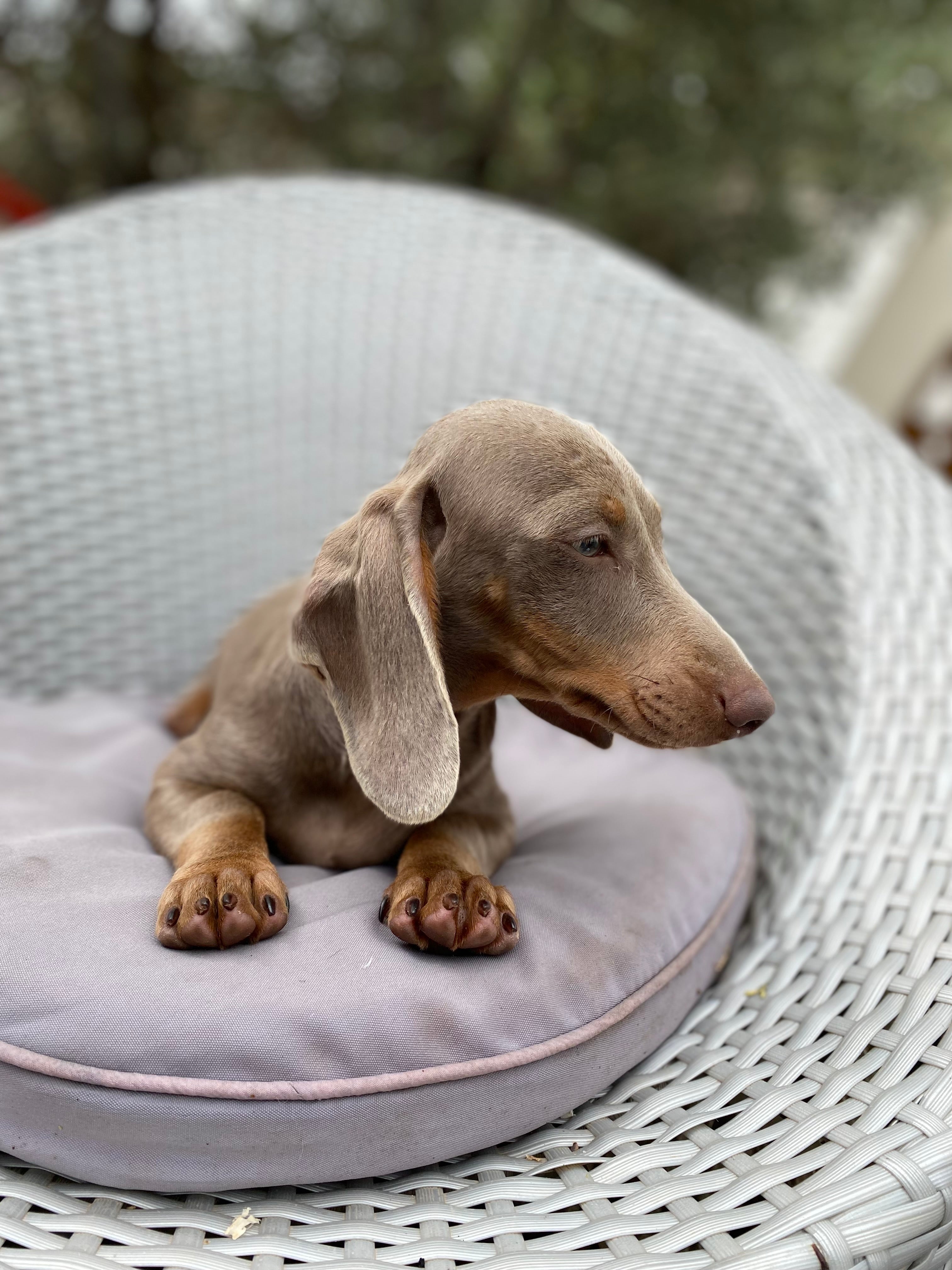 Chiot Teckel - Acheter et réserver un chiot Teckel – CHIOTS.COM