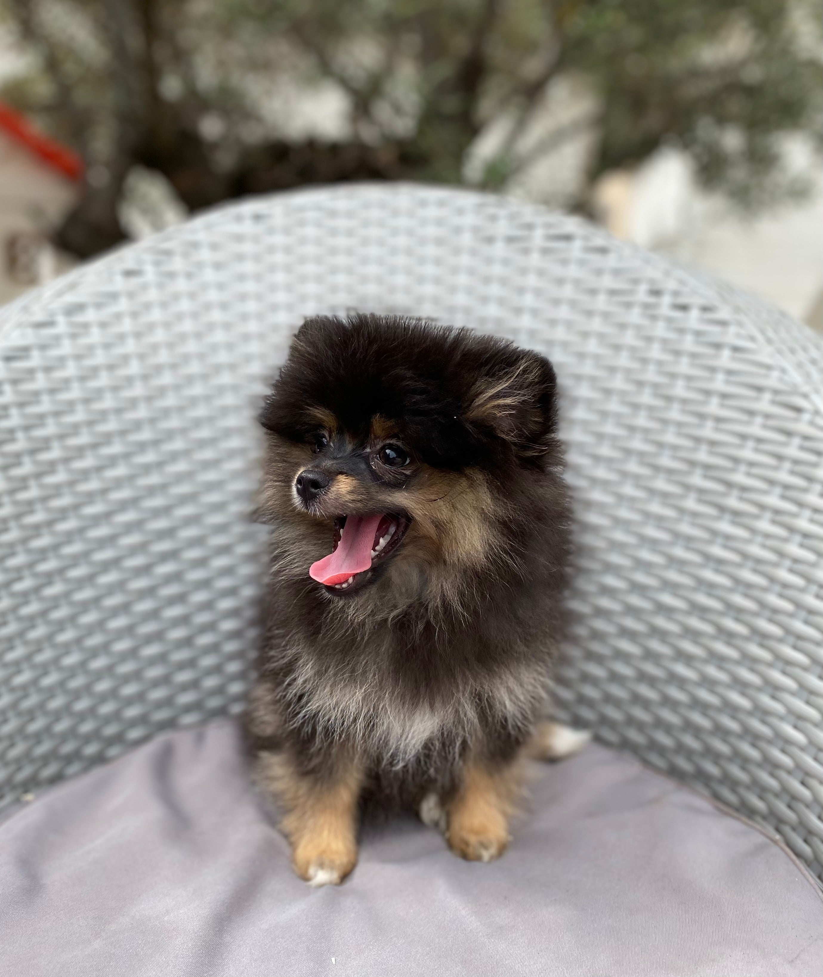 Chiot Spitz - Acheter et réserver un chiot Spitz Nain – CHIOTS.COM