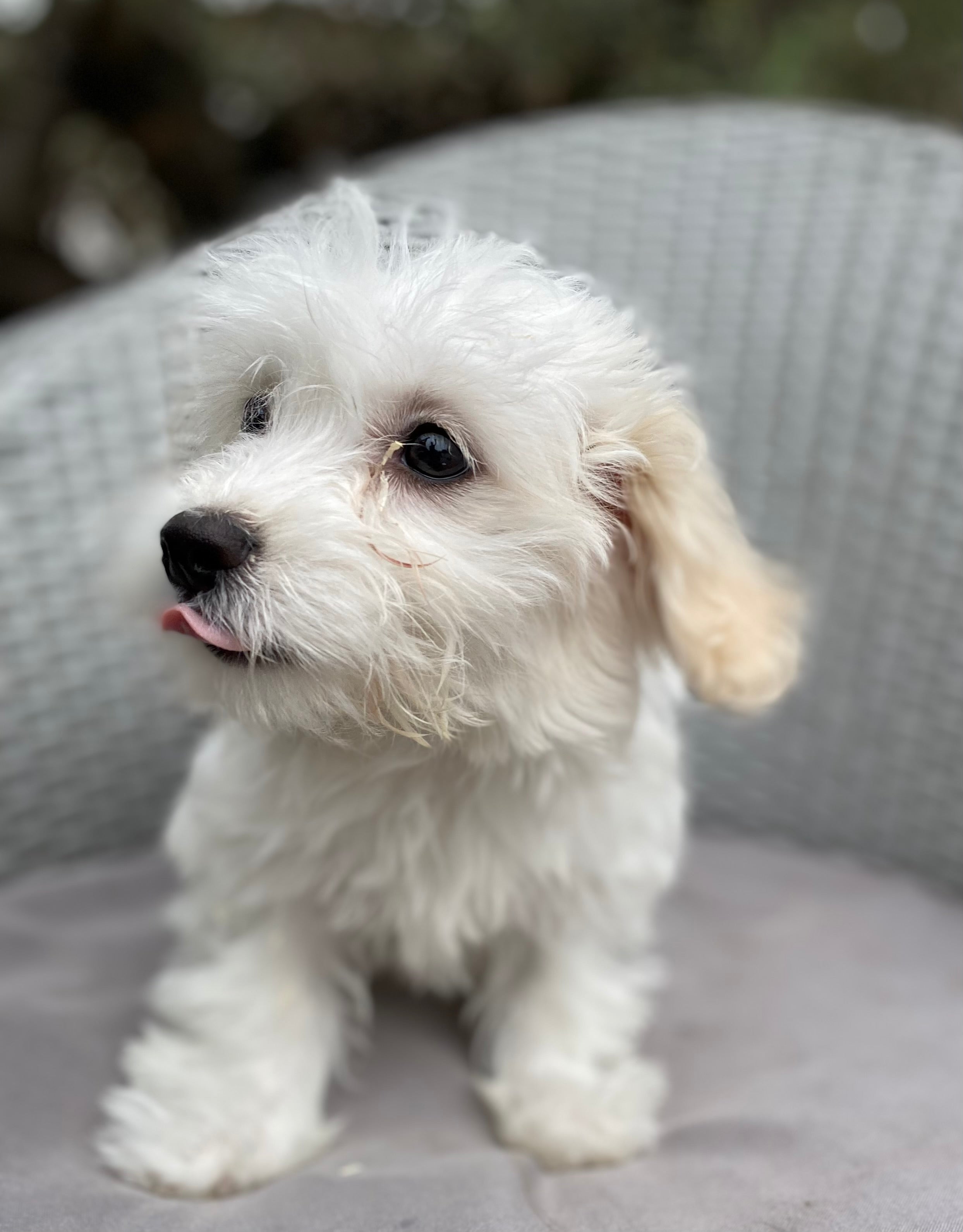 Chiot Bichon Maltais - Acheter et réserver un chiot Bichon Maltais ...