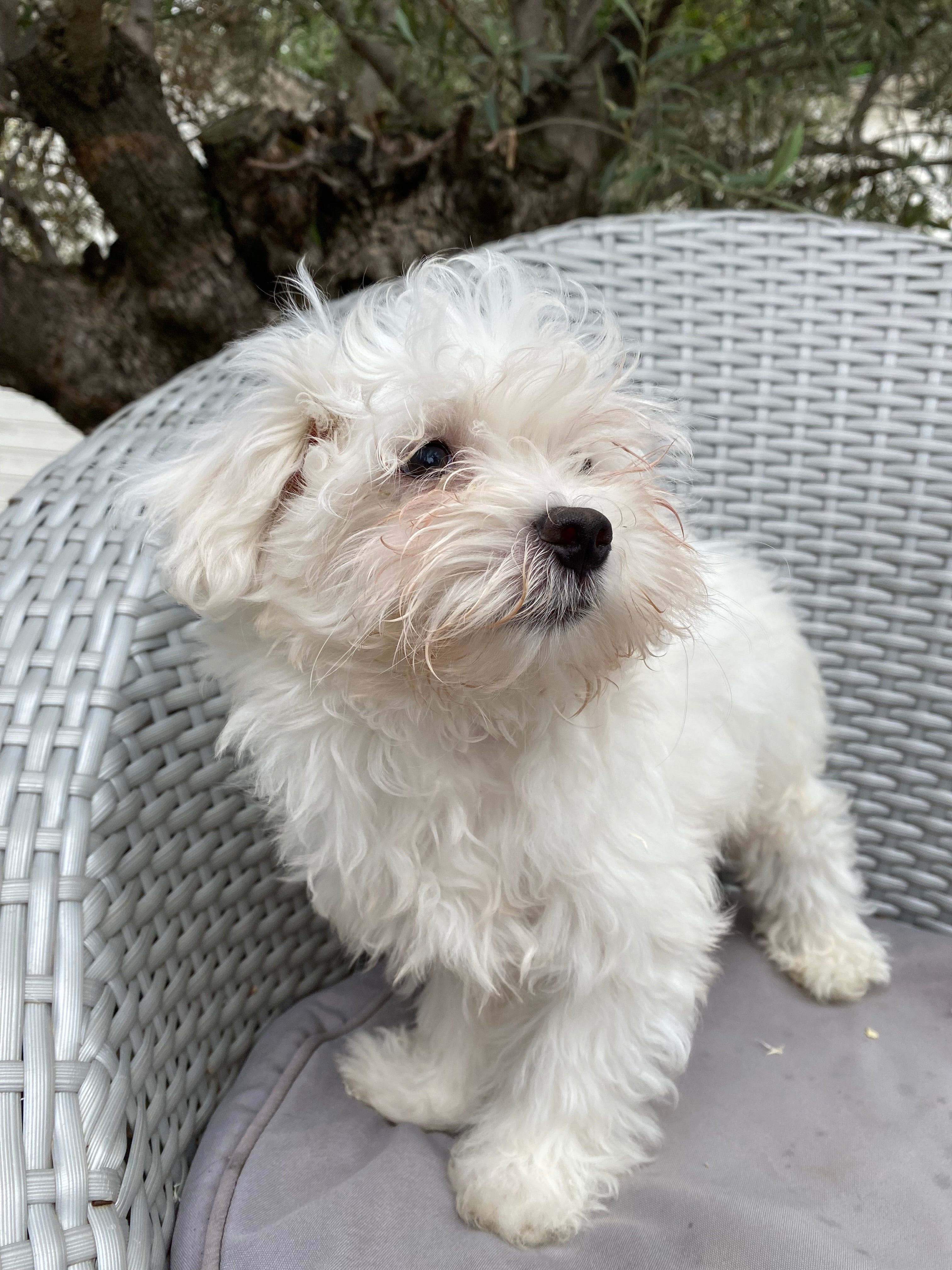 Chiot Bichon Maltais - Acheter et réserver un chiot Bichon Maltais ...