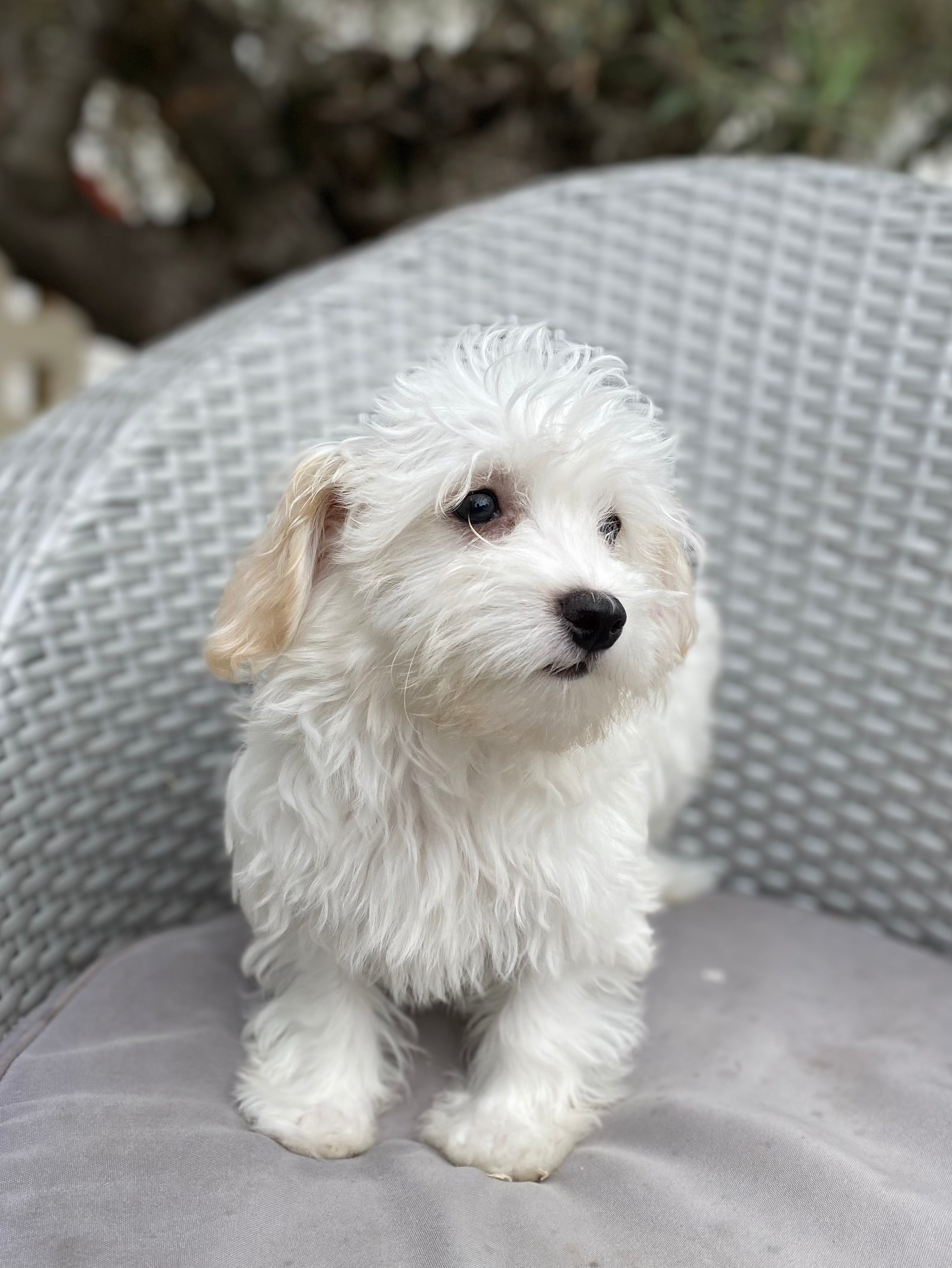 Chiot Bichon Maltais - Acheter et réserver un chiot Bichon Maltais ...