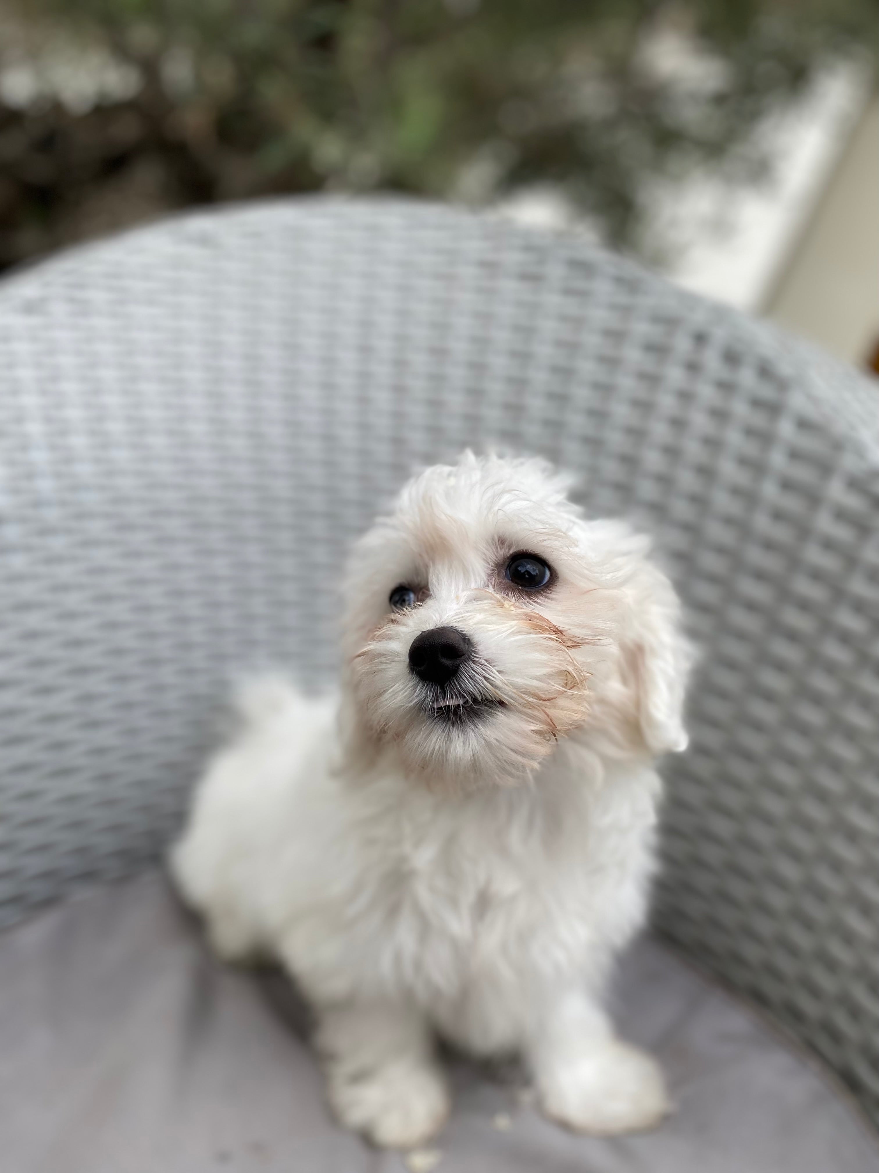 Chiot Bichon Maltais - Acheter et réserver un chiot Bichon Maltais ...