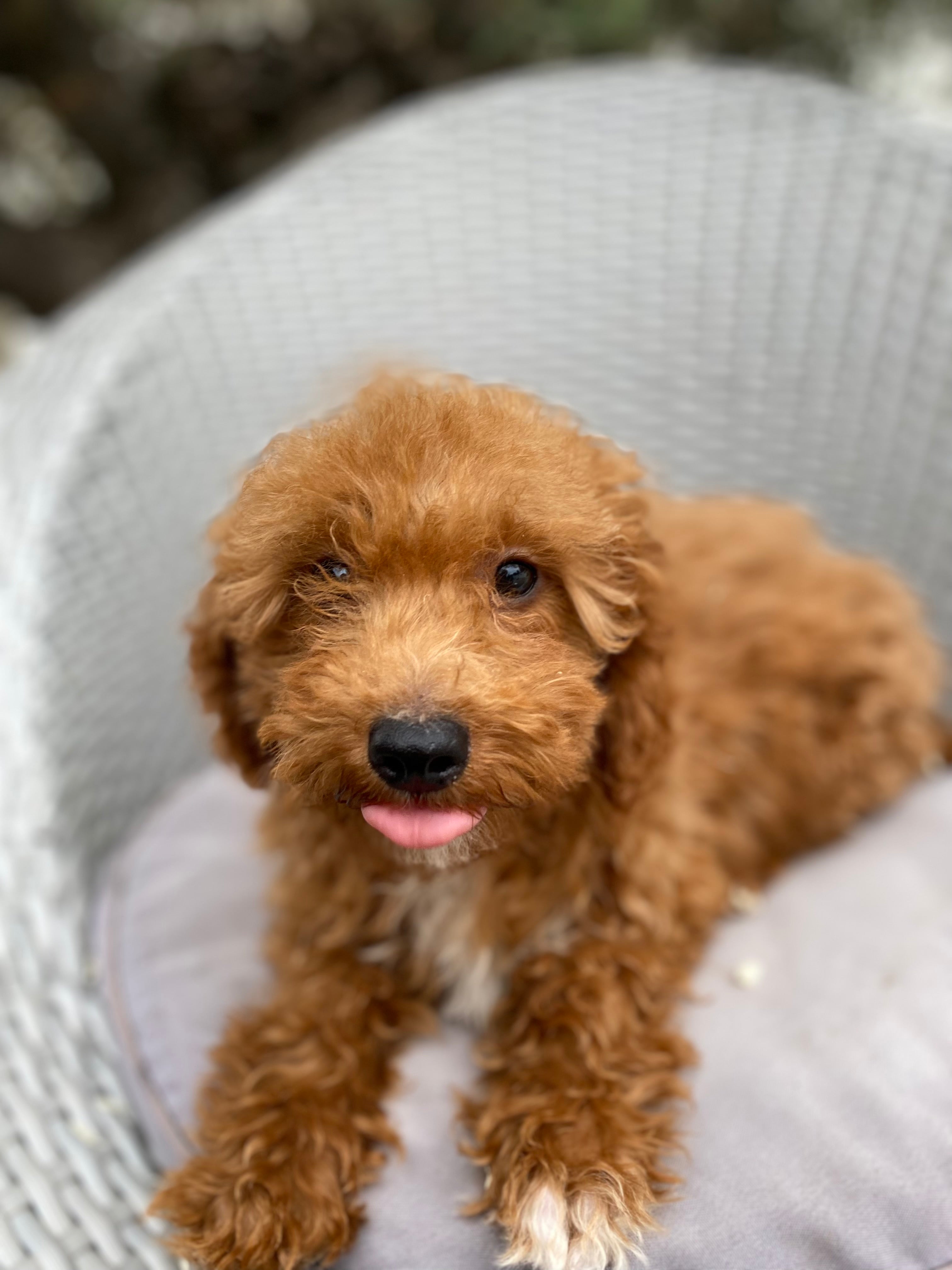 Chiot Caniche - Acheter et réserver un chiot Caniche – CHIOTS.COM