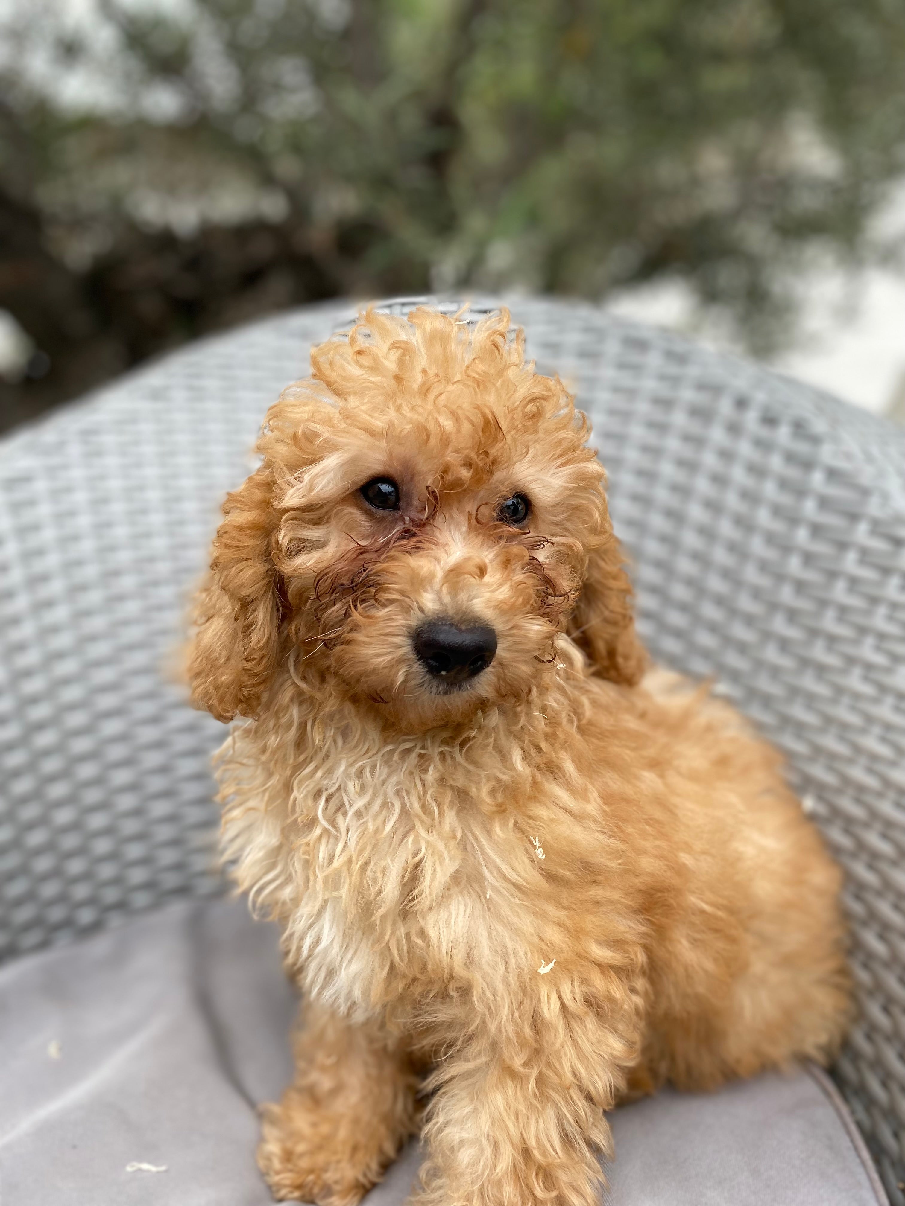 Chiot Caniche - Acheter et réserver un chiot Caniche – CHIOTS.COM