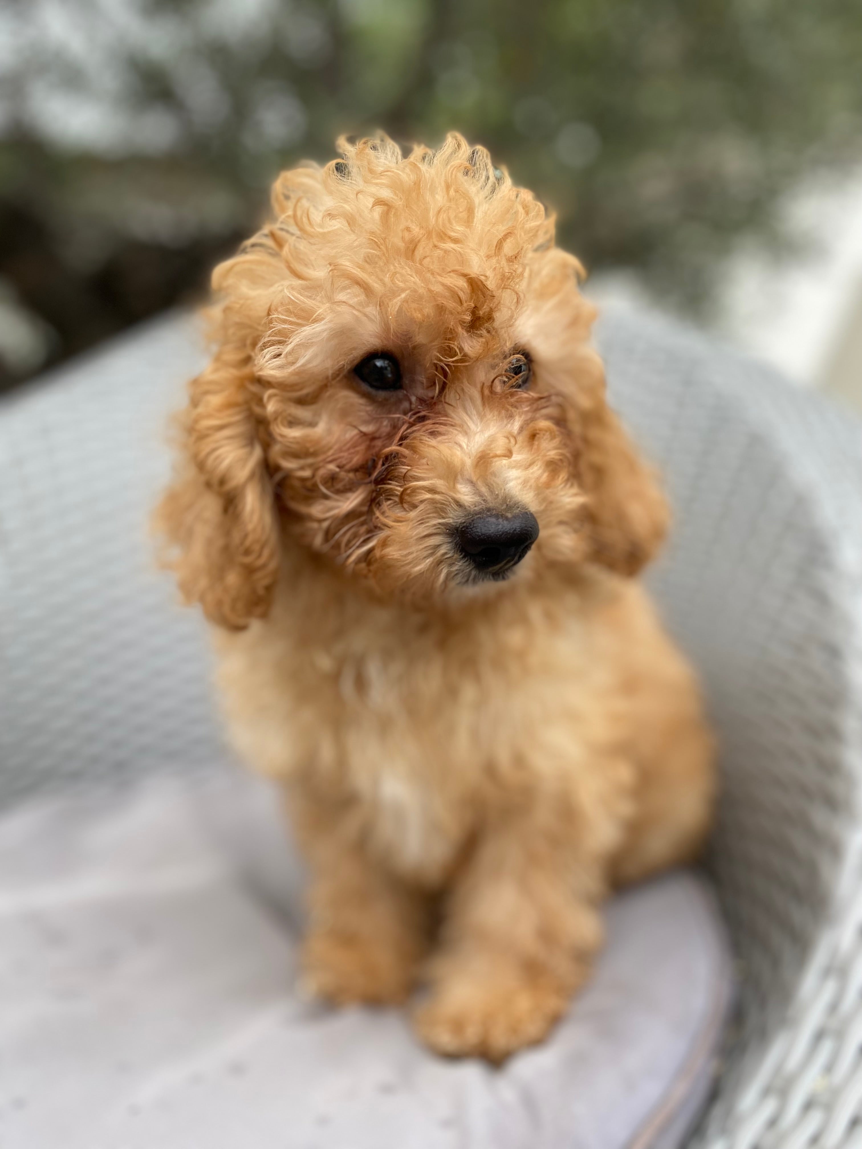 Chiot Caniche - Acheter et réserver un chiot Caniche – CHIOTS.COM