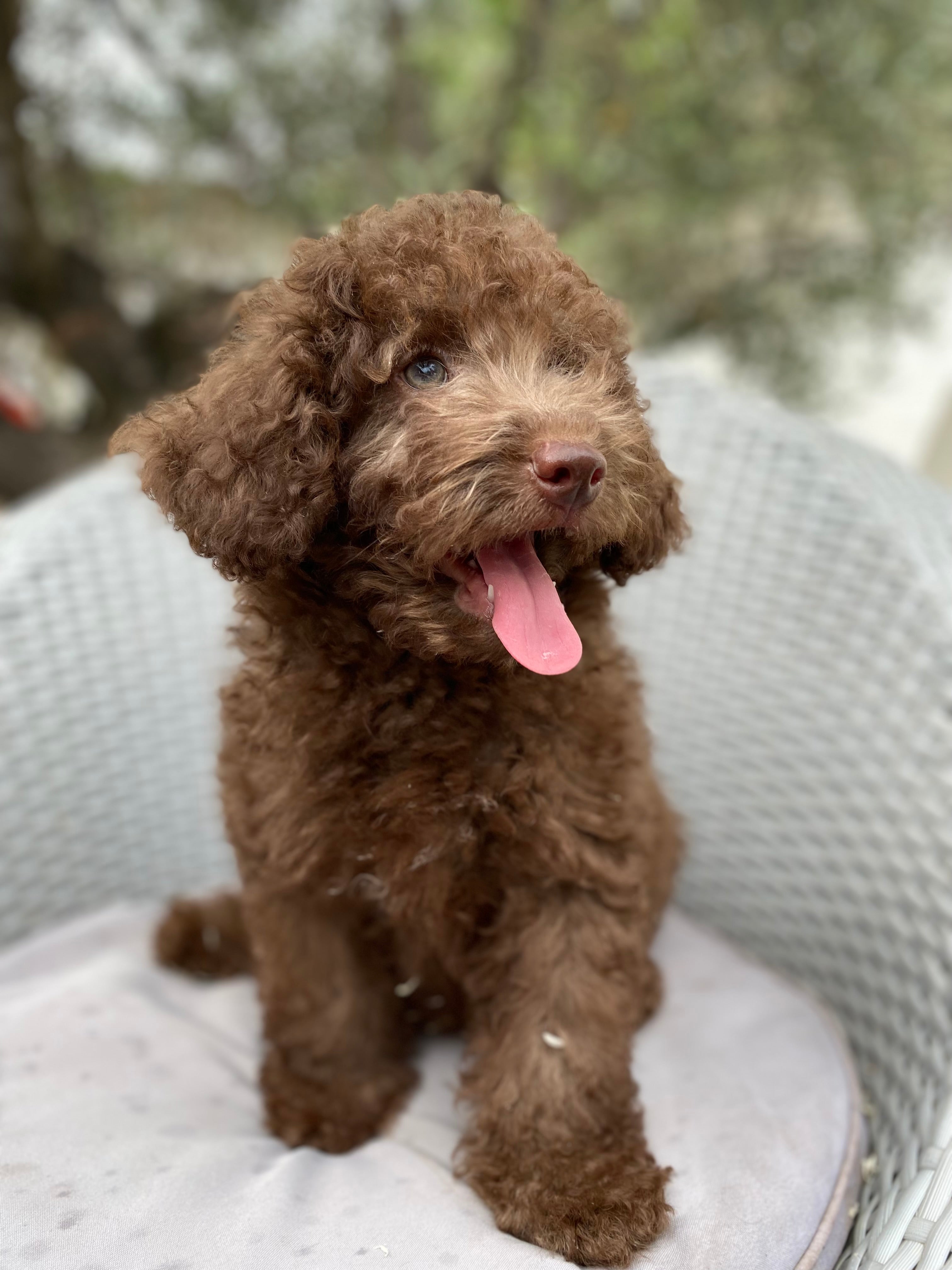 Chiot Caniche - Acheter et réserver un chiot Caniche – CHIOTS.COM