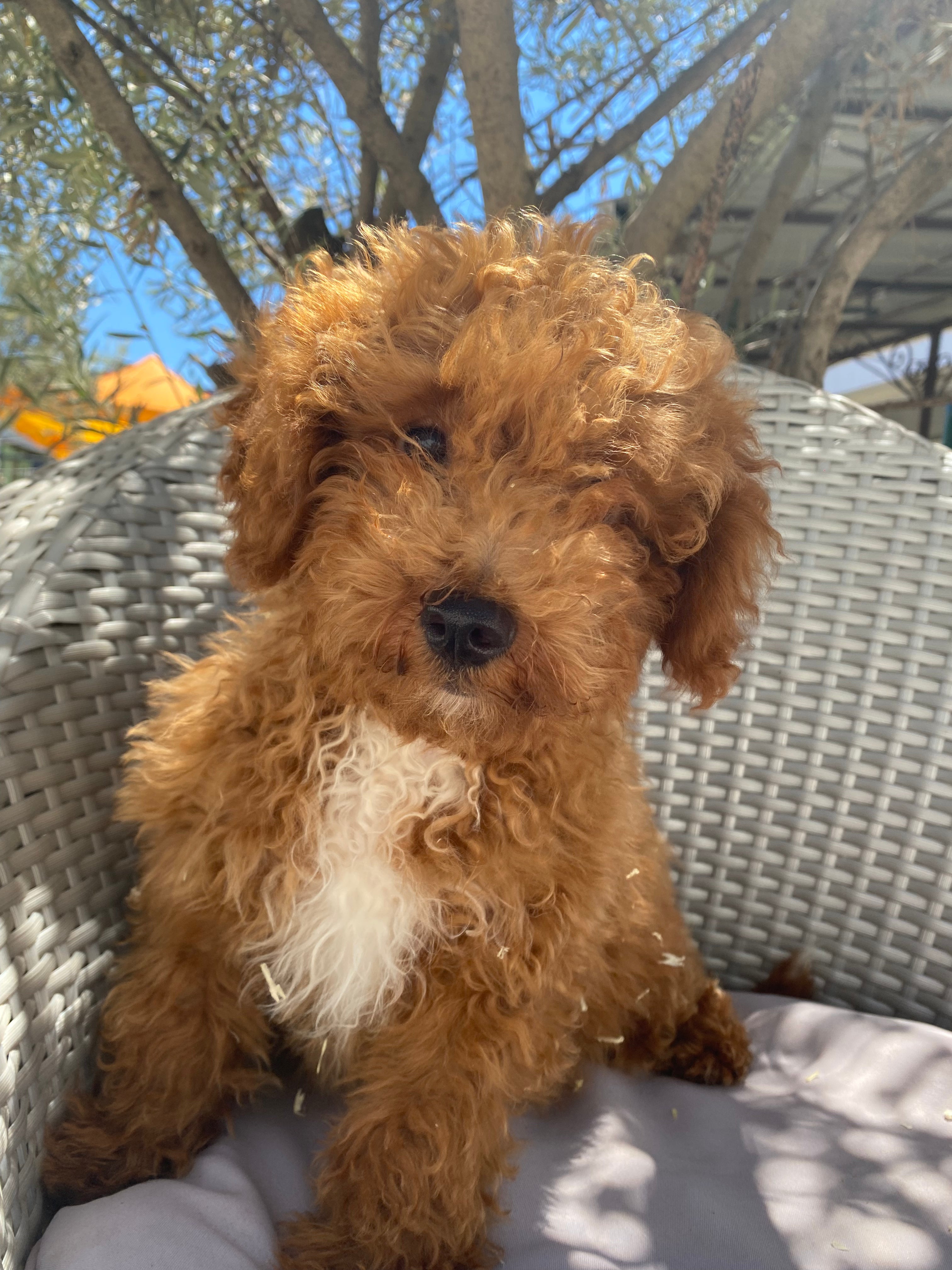 Chiot Caniche - Acheter et réserver un chiot Caniche – CHIOTS.COM