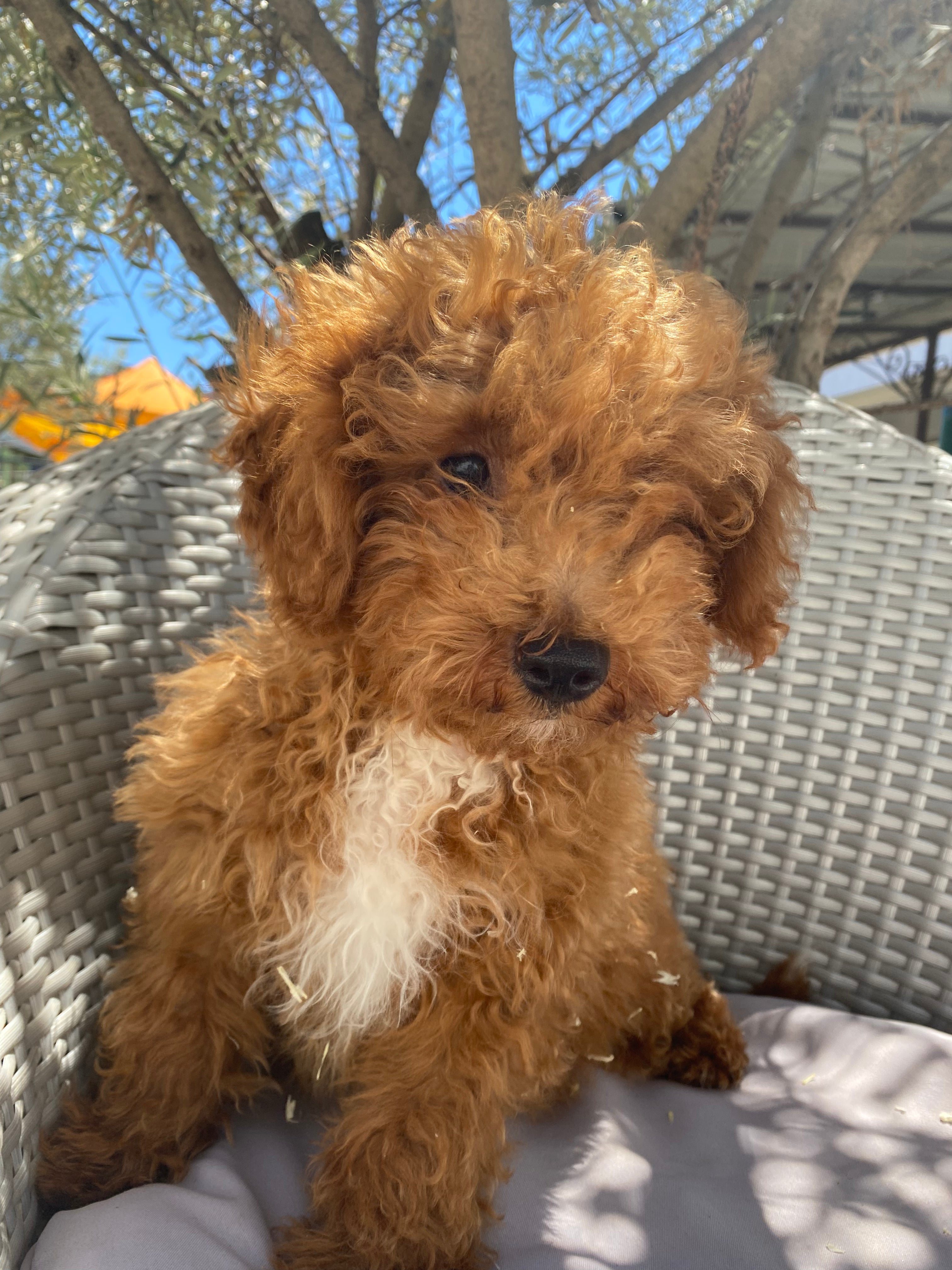 Chiot Caniche - Acheter et réserver un chiot Caniche – CHIOTS.COM