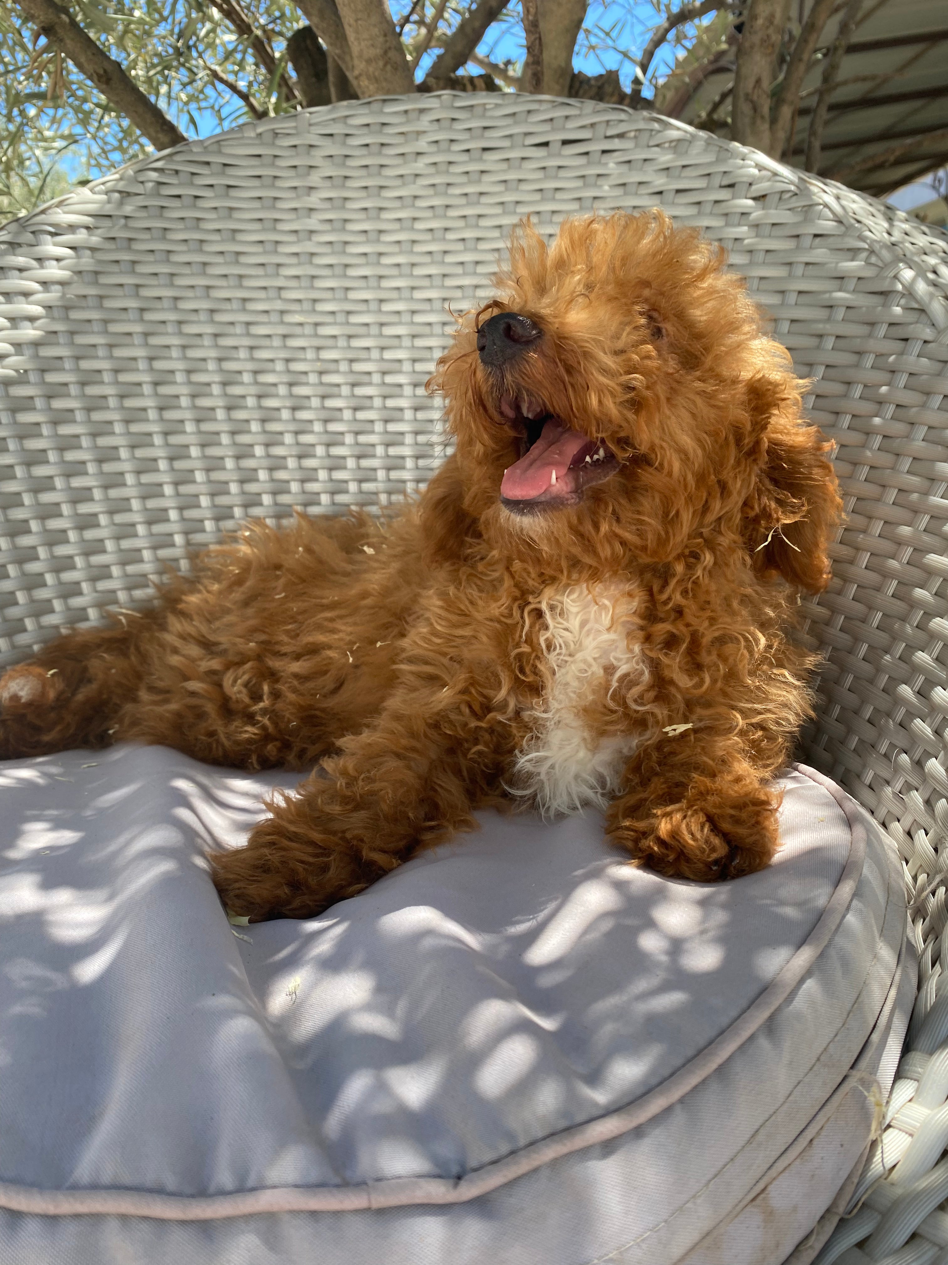 Chiot Caniche - Acheter et réserver un chiot Caniche – CHIOTS.COM