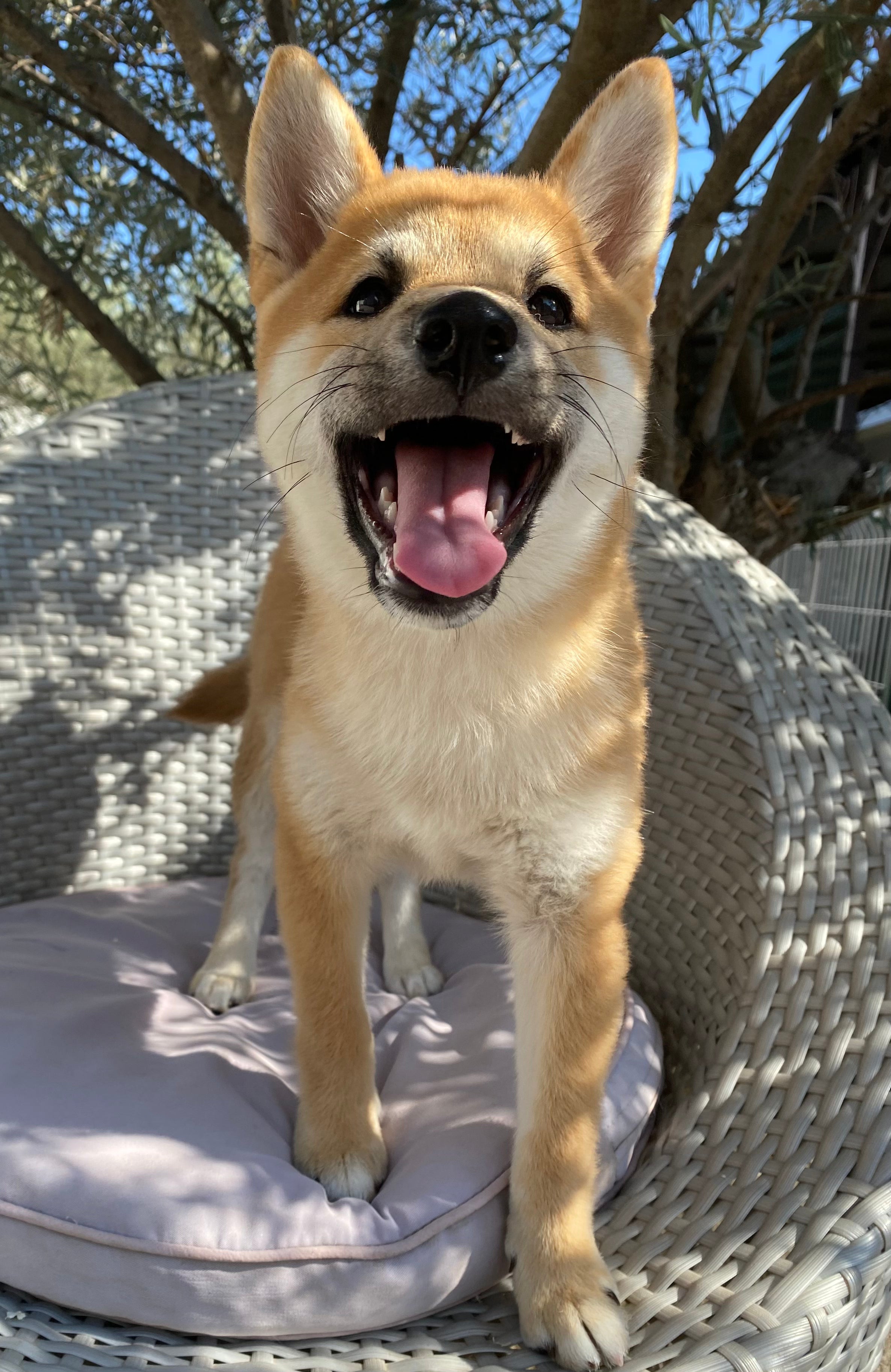 Chiot Shiba Inu - Acheter et réserver un chiot Shiba – CHIOTS.COM