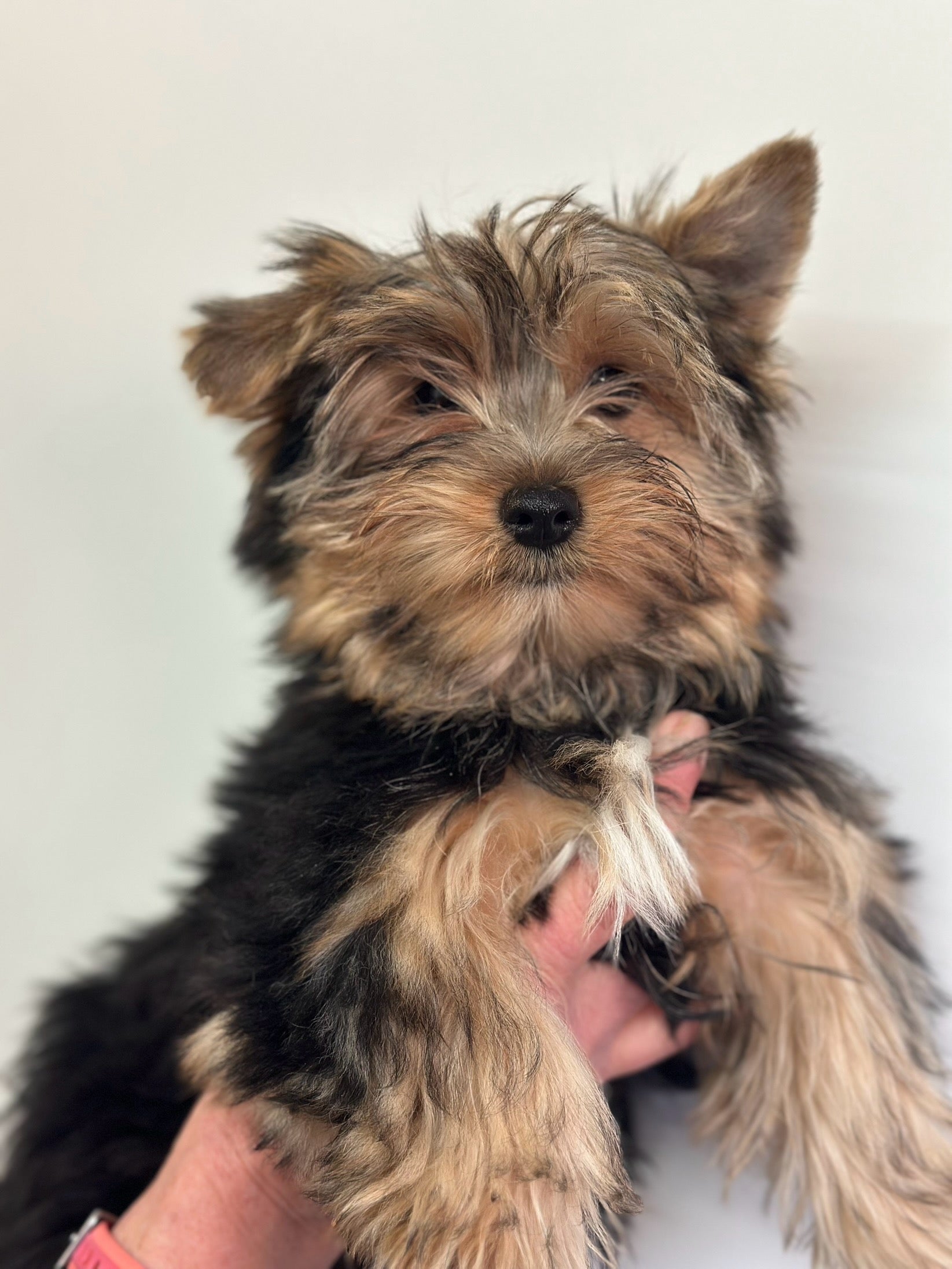 Chiot Yorkshire Terrier - Acheter et réserver un chiot Yorkshire ...
