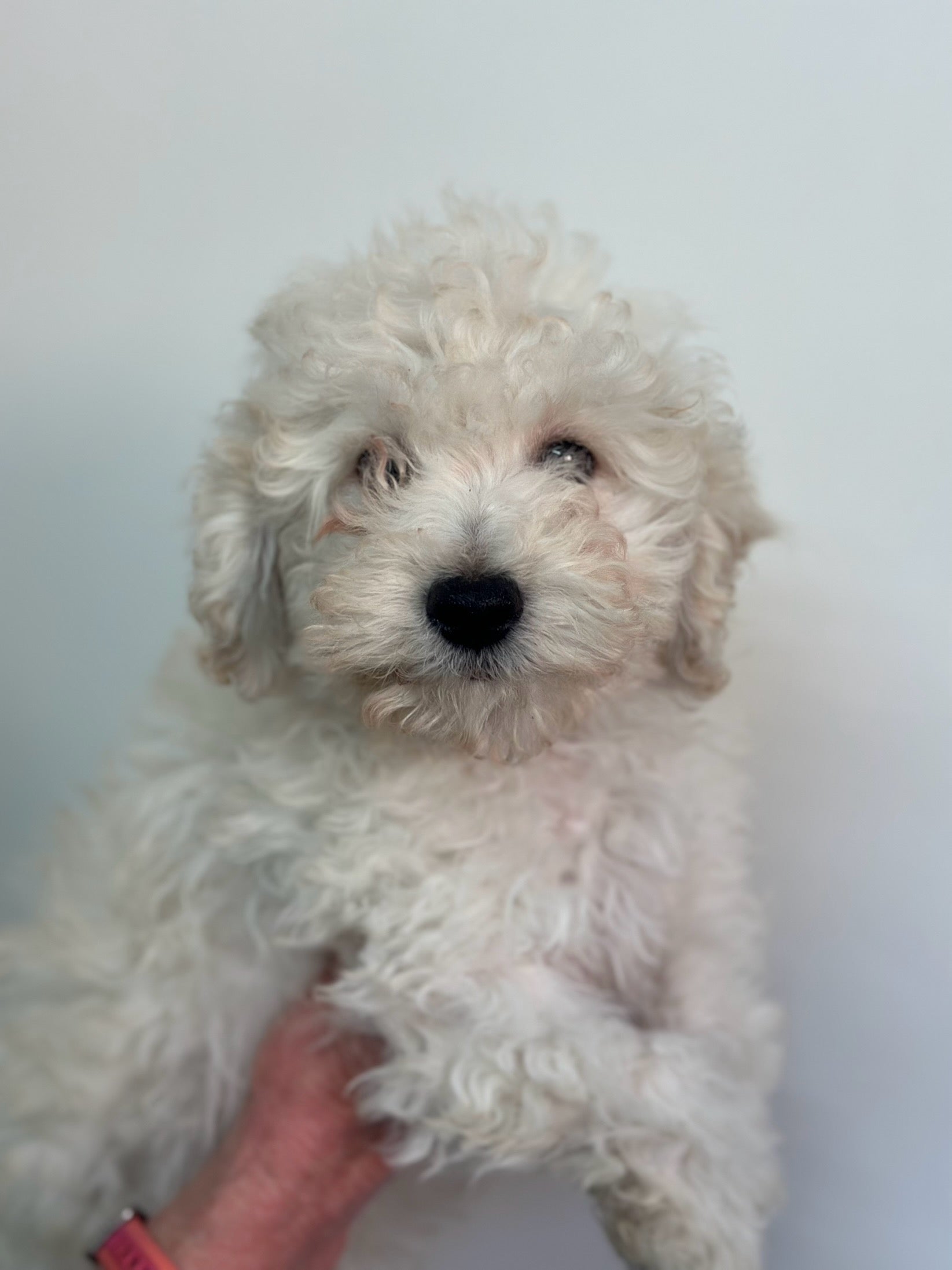 Chiot Caniche - Acheter et réserver un chiot Caniche – CHIOTS.COM