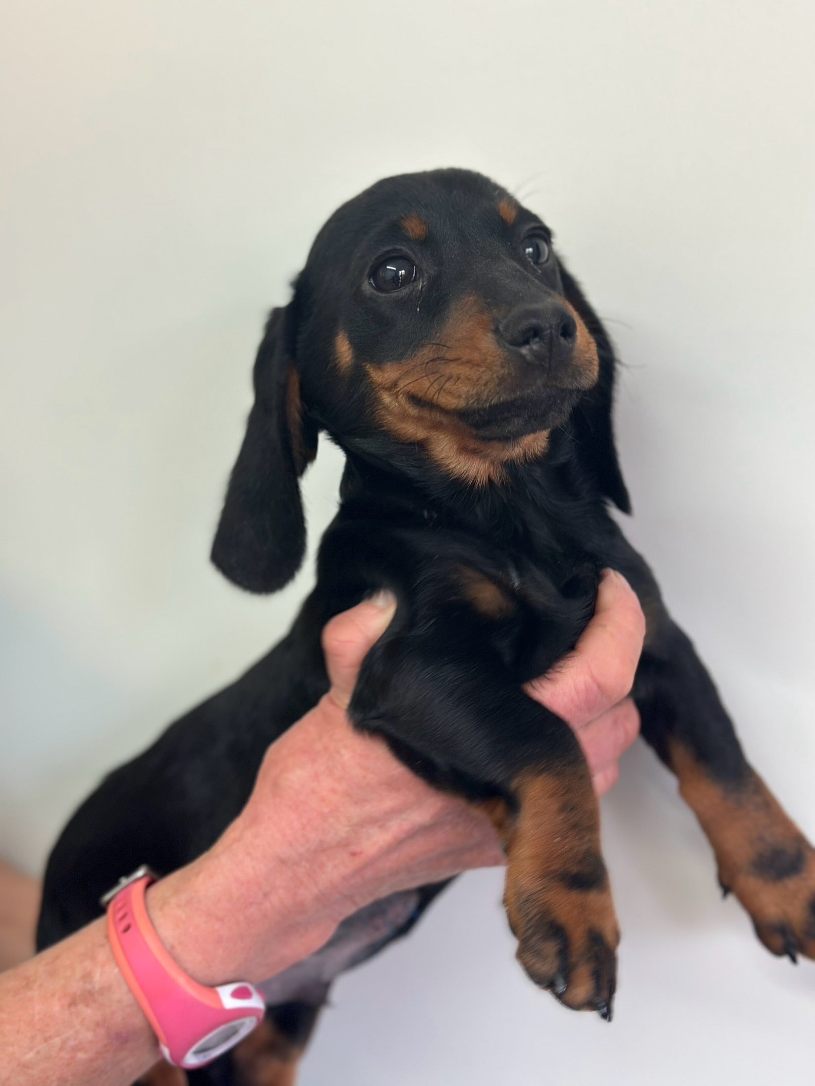 Chiot Teckel - Acheter et réserver un chiot Teckel – CHIOTS.COM