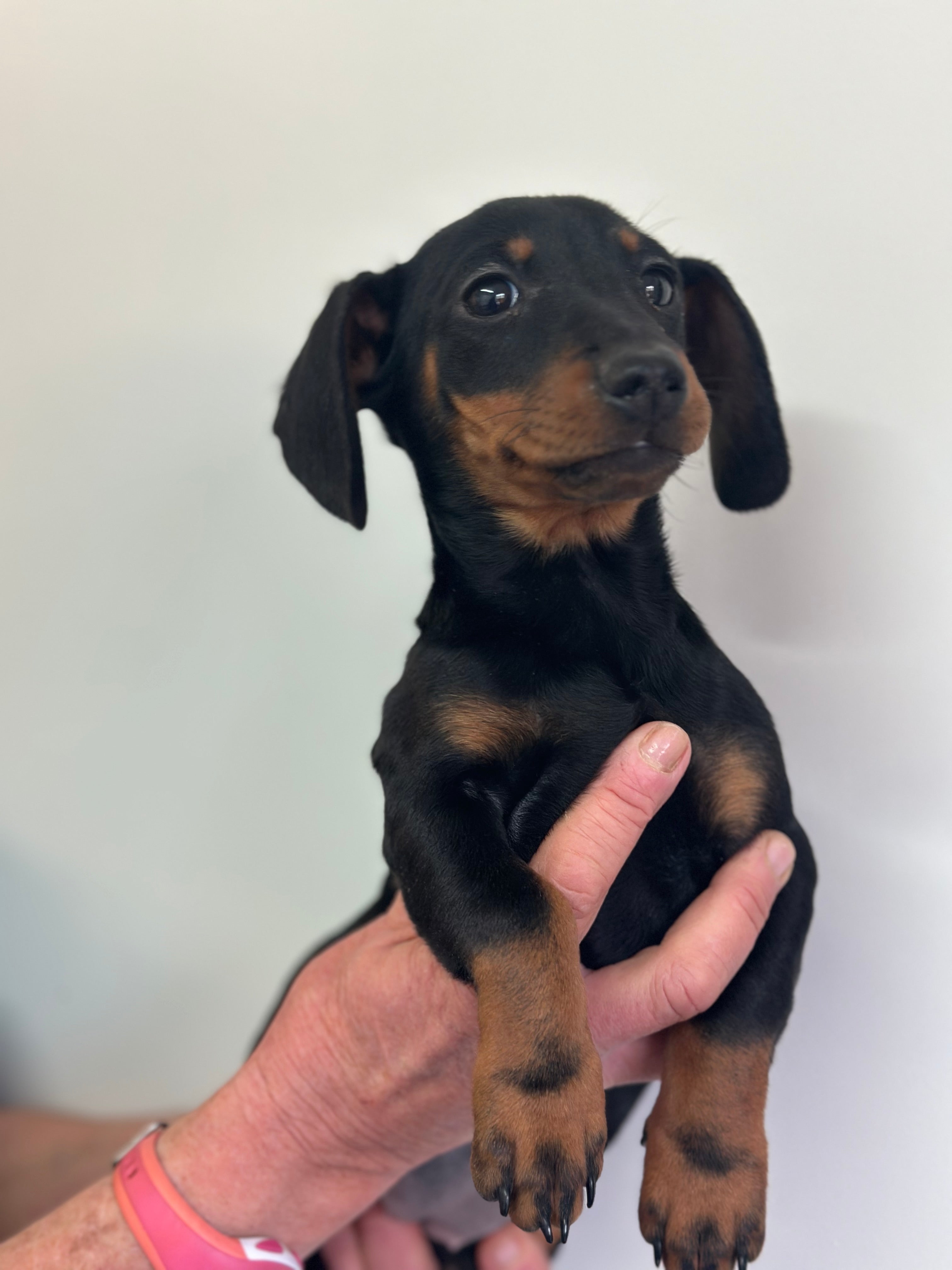 Chiot Teckel - Acheter et réserver un chiot Teckel – CHIOTS.COM