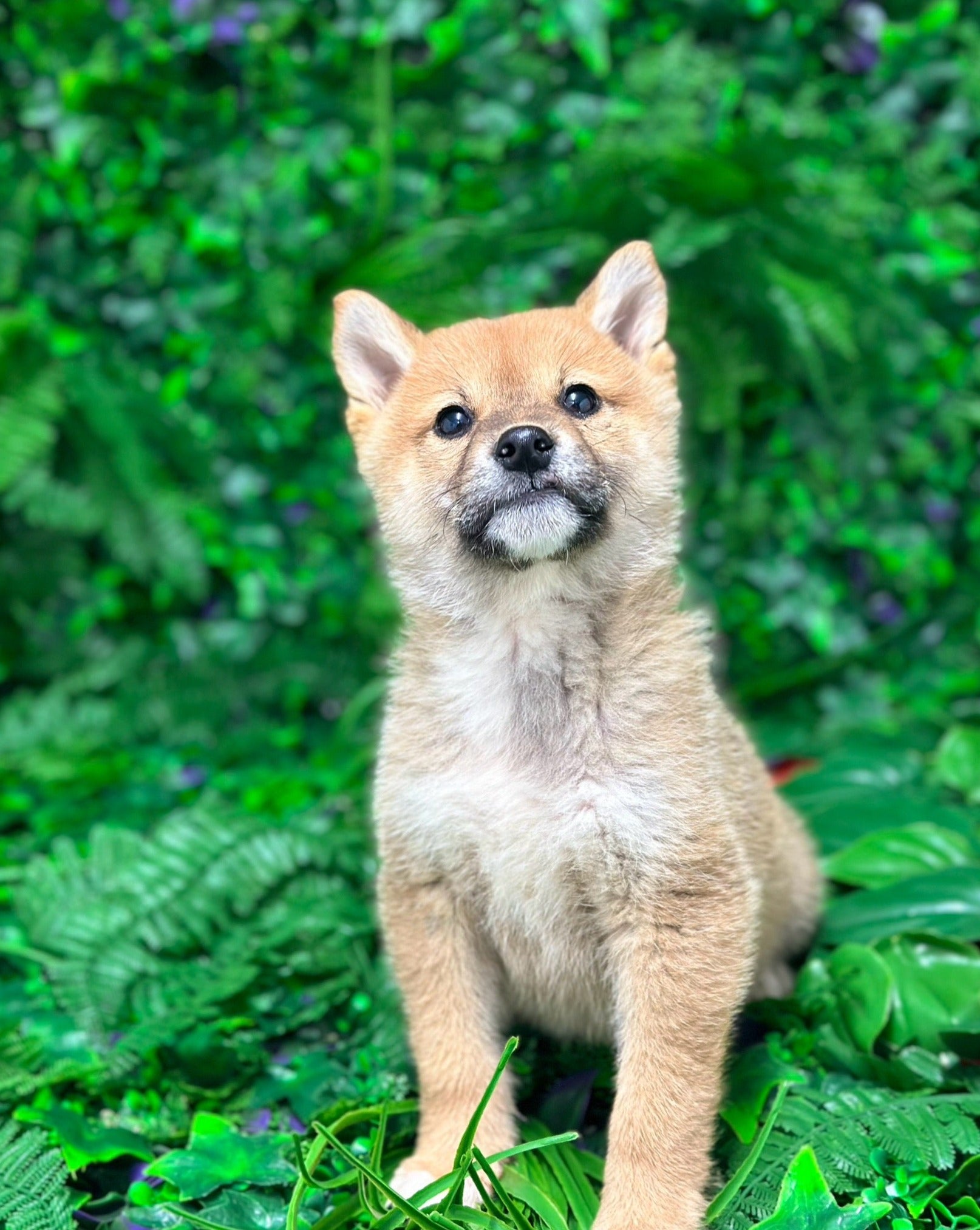 Chiot Shiba Inu - Acheter et réserver un chiot Shiba – CHIOTS.COM
