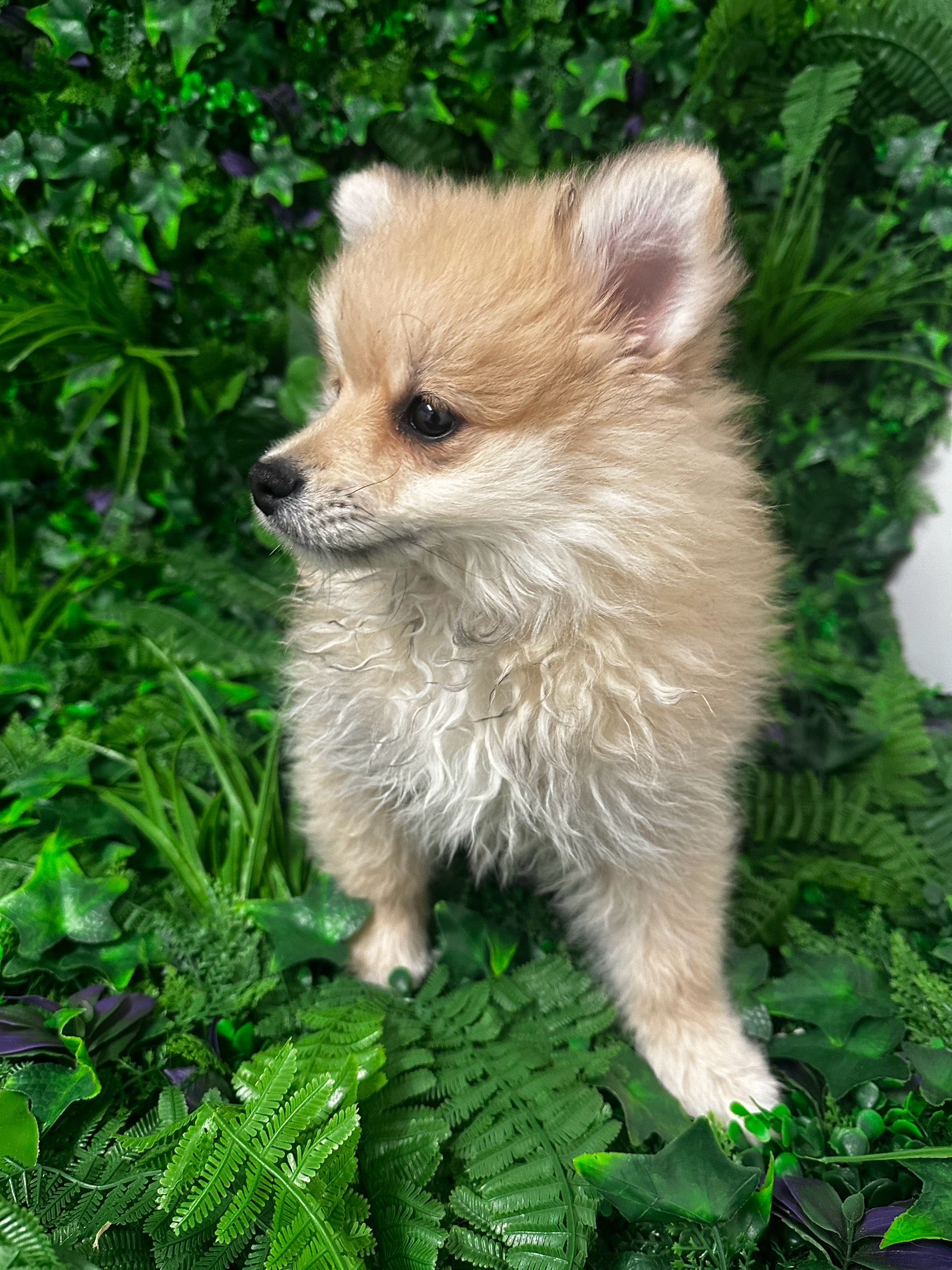 Chiot Spitz - Acheter et réserver un chiot Spitz Nain – CHIOTS.COM