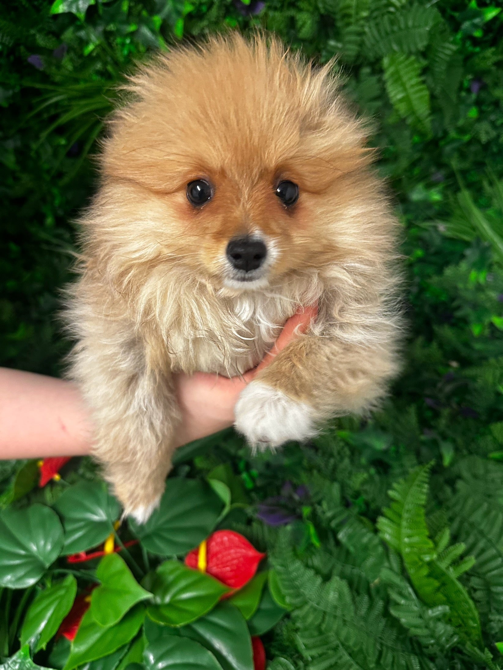 Chiot Spitz - Acheter et réserver un chiot Spitz Nain – CHIOTS.COM