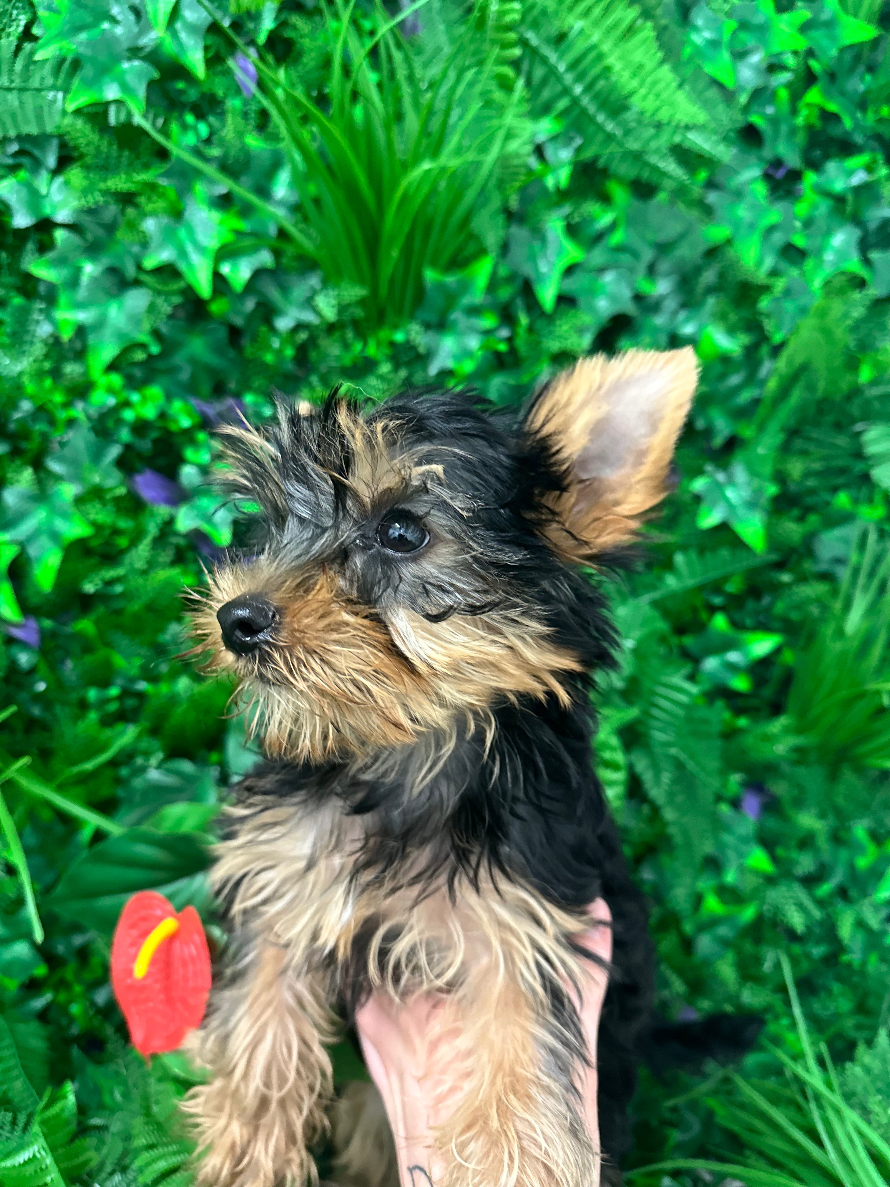 Chiot Yorkshire Terrier - Acheter et réserver un chiot Yorkshire ...