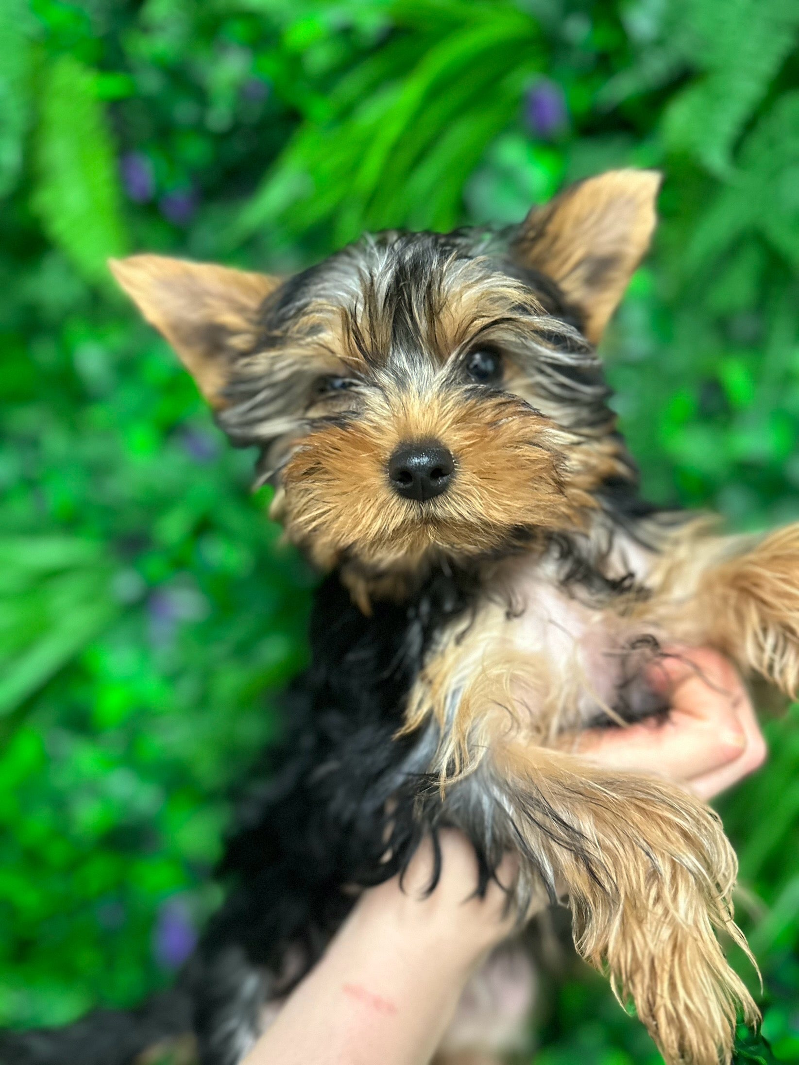 Chiot Yorkshire Terrier - Acheter et réserver un chiot Yorkshire ...