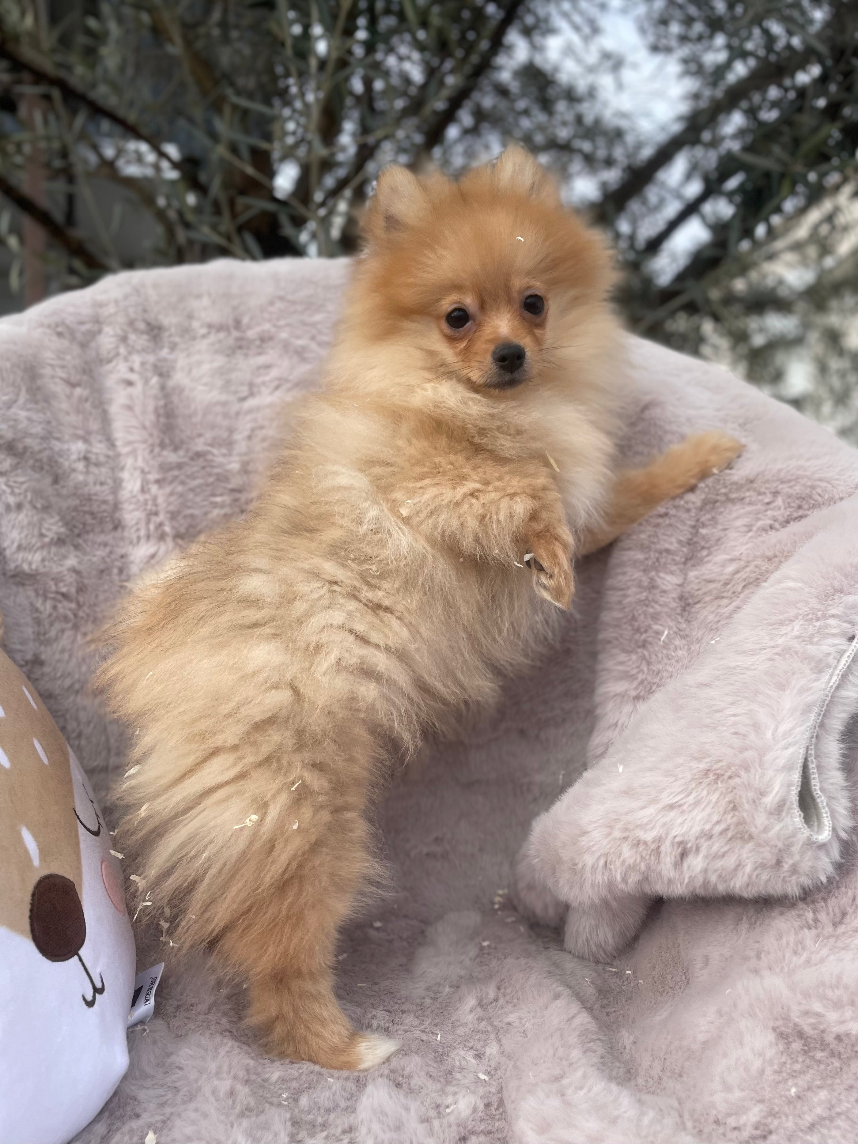 Chiot Spitz - Acheter et réserver un chiot Spitz Nain – CHIOTS.COM