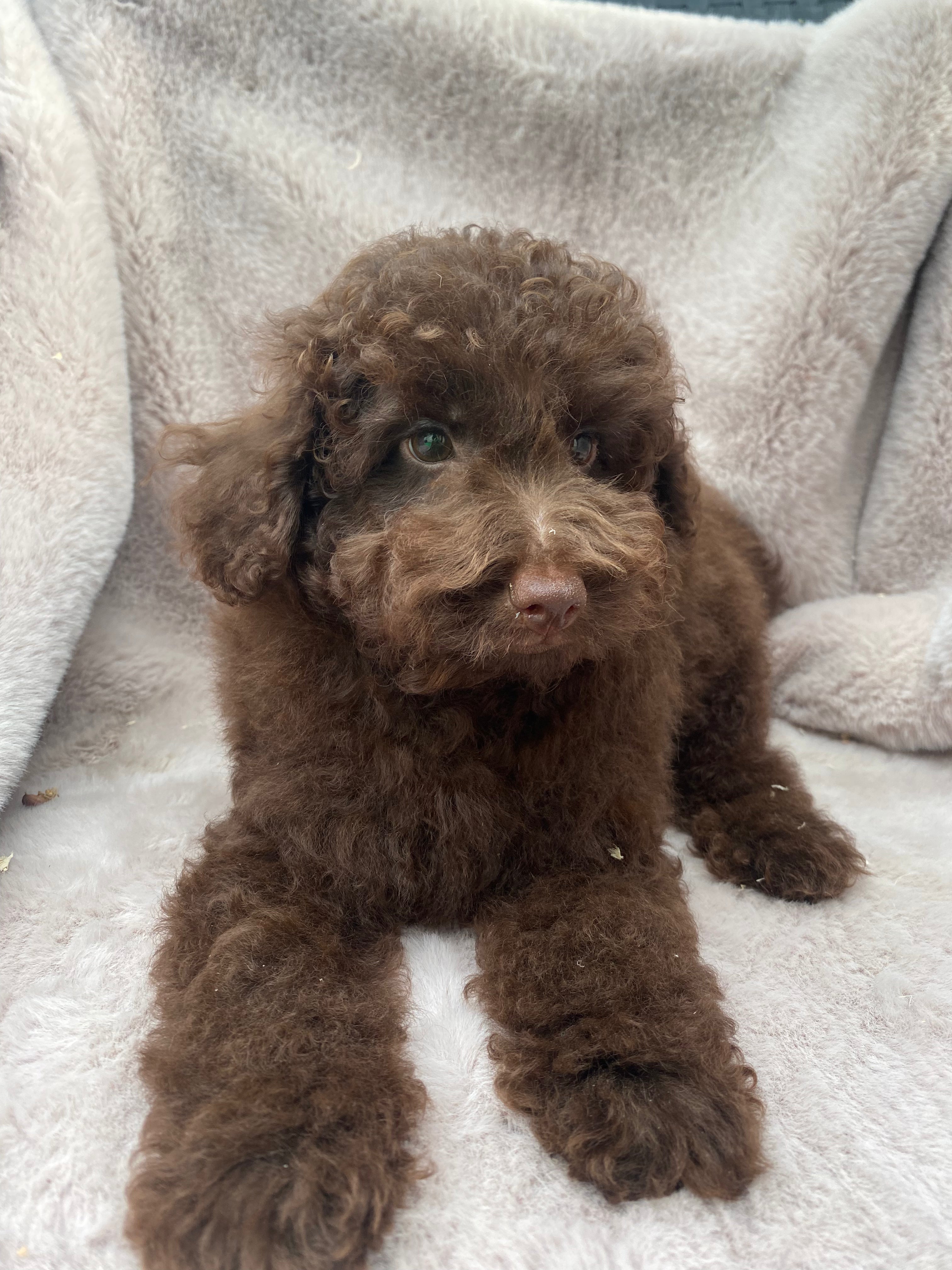 Chiot Caniche - Acheter et réserver un chiot Caniche – CHIOTS.COM