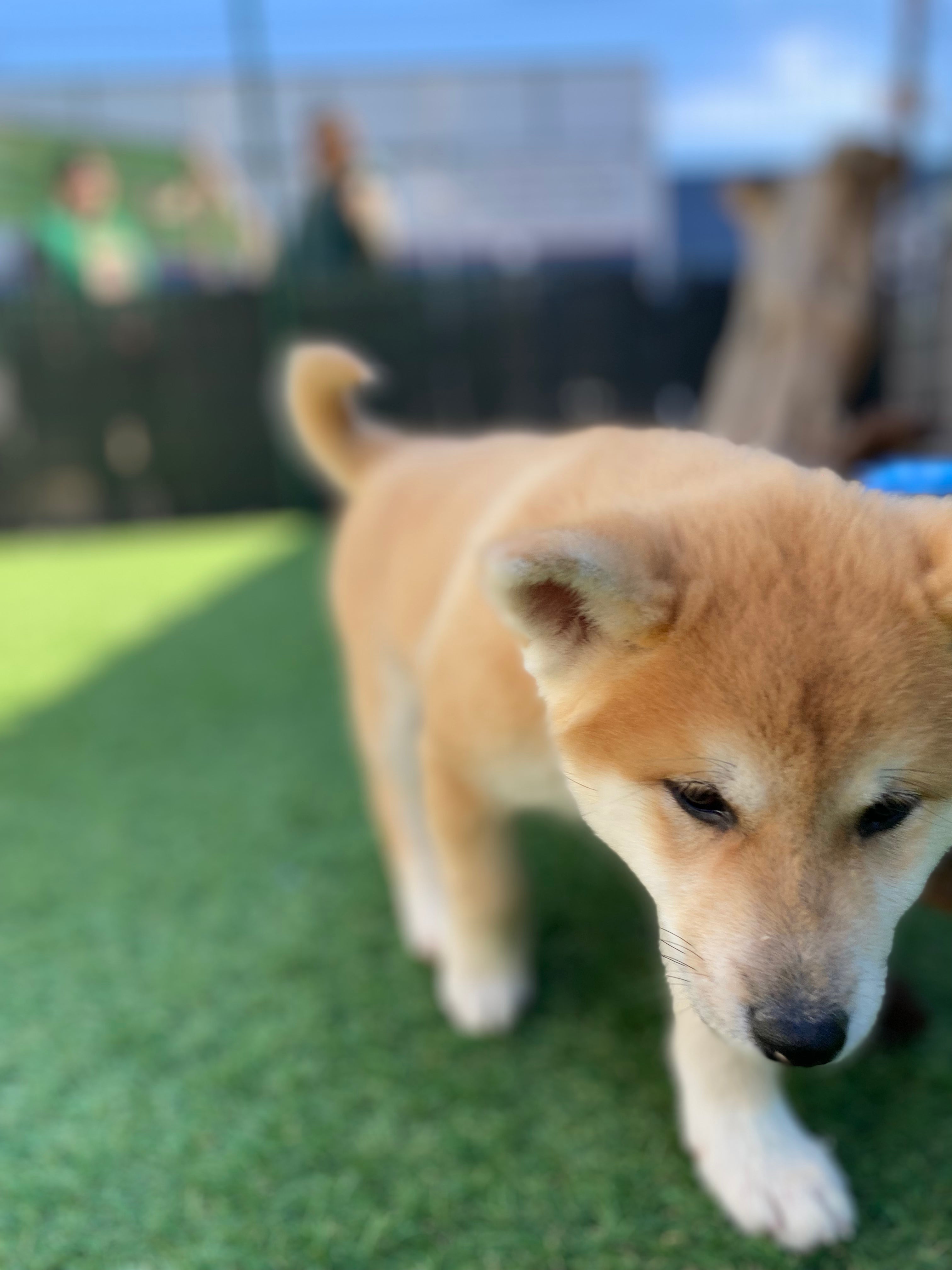 Chiot Shiba Inu - Acheter et réserver un chiot Shiba – CHIOTS.COM