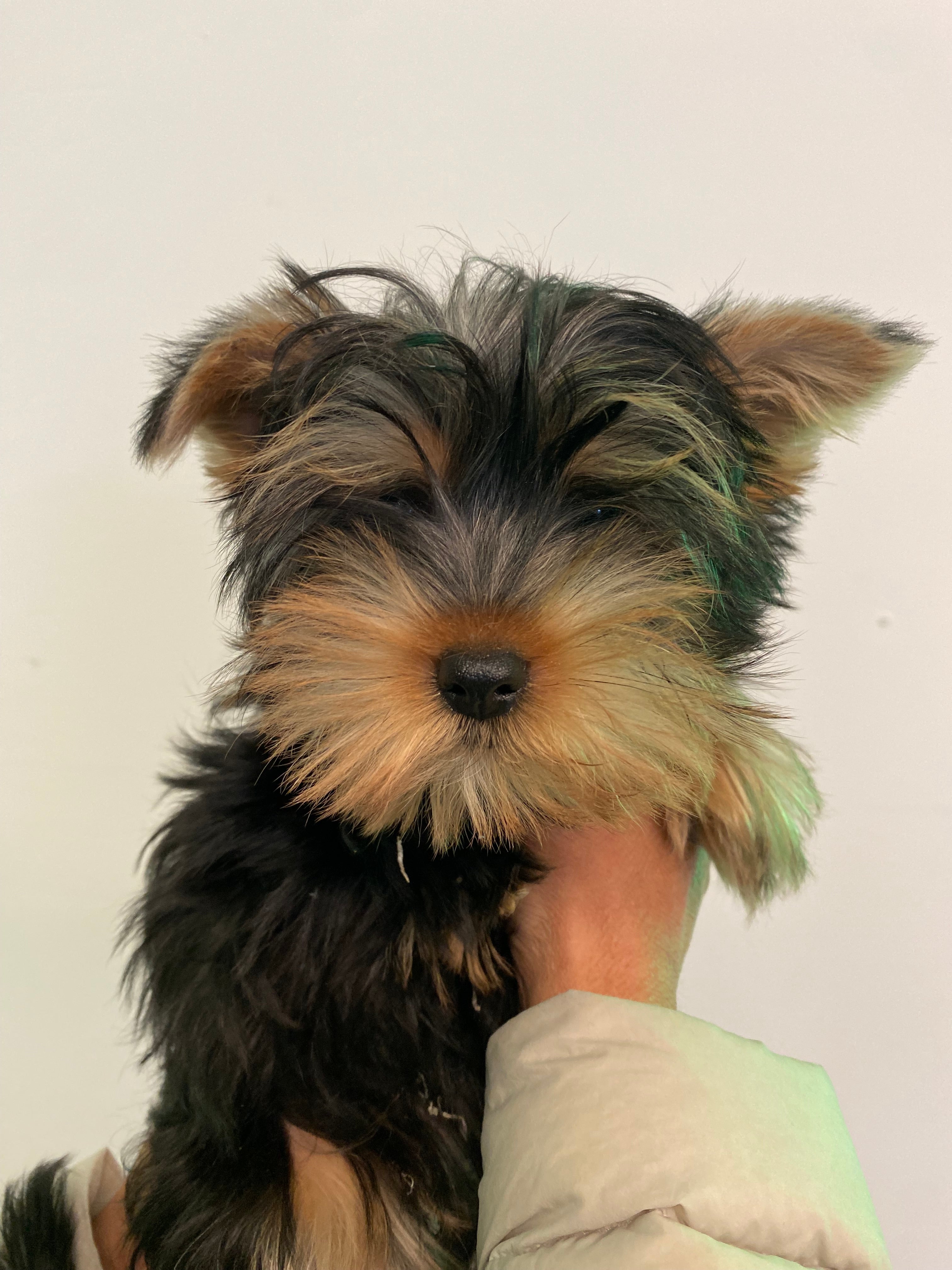 Chiot Yorkshire Terrier - Acheter et réserver un chiot Yorkshire ...