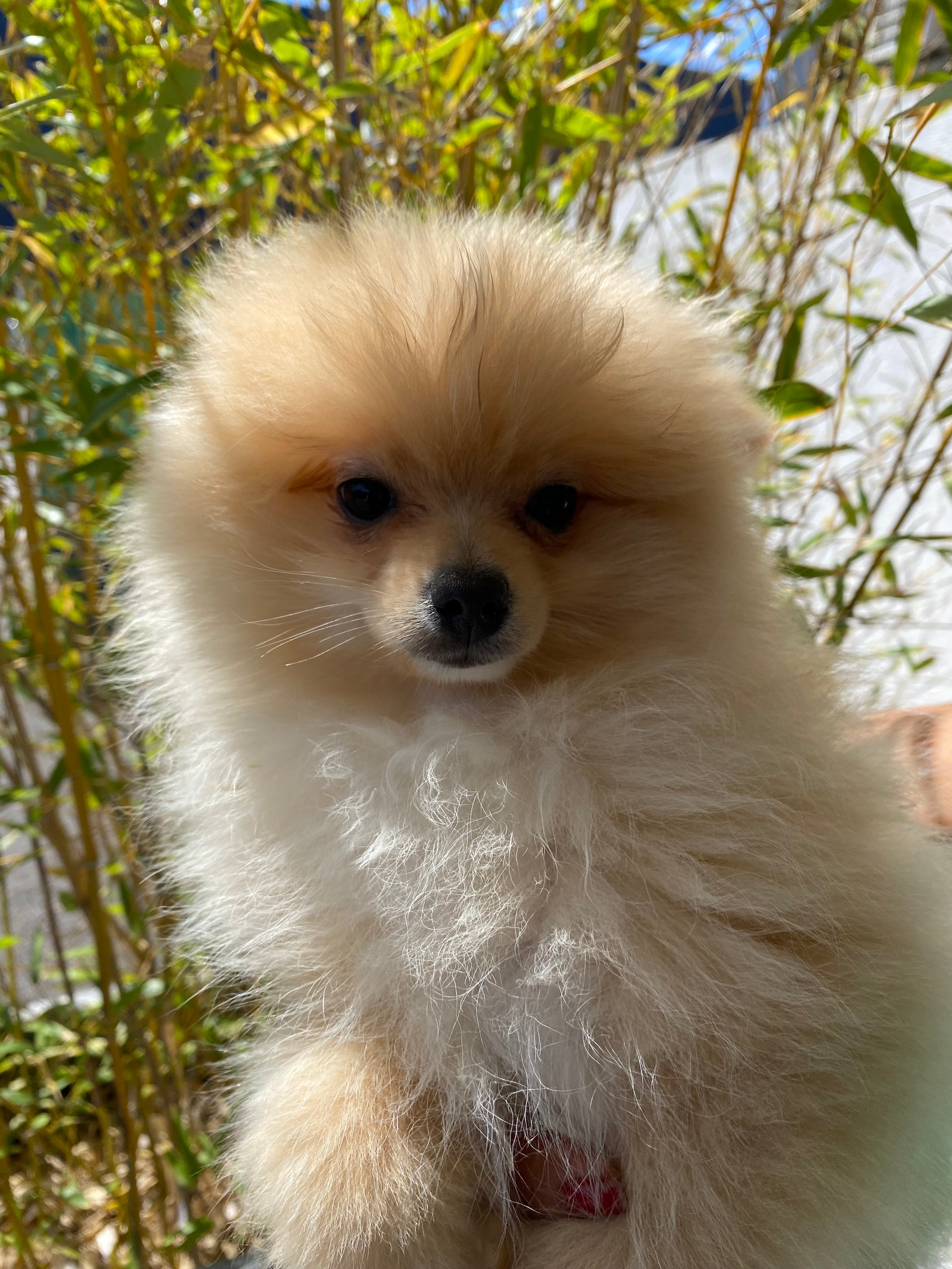 Chiot Spitz - Acheter et réserver un chiot Spitz Nain – CHIOTS.COM