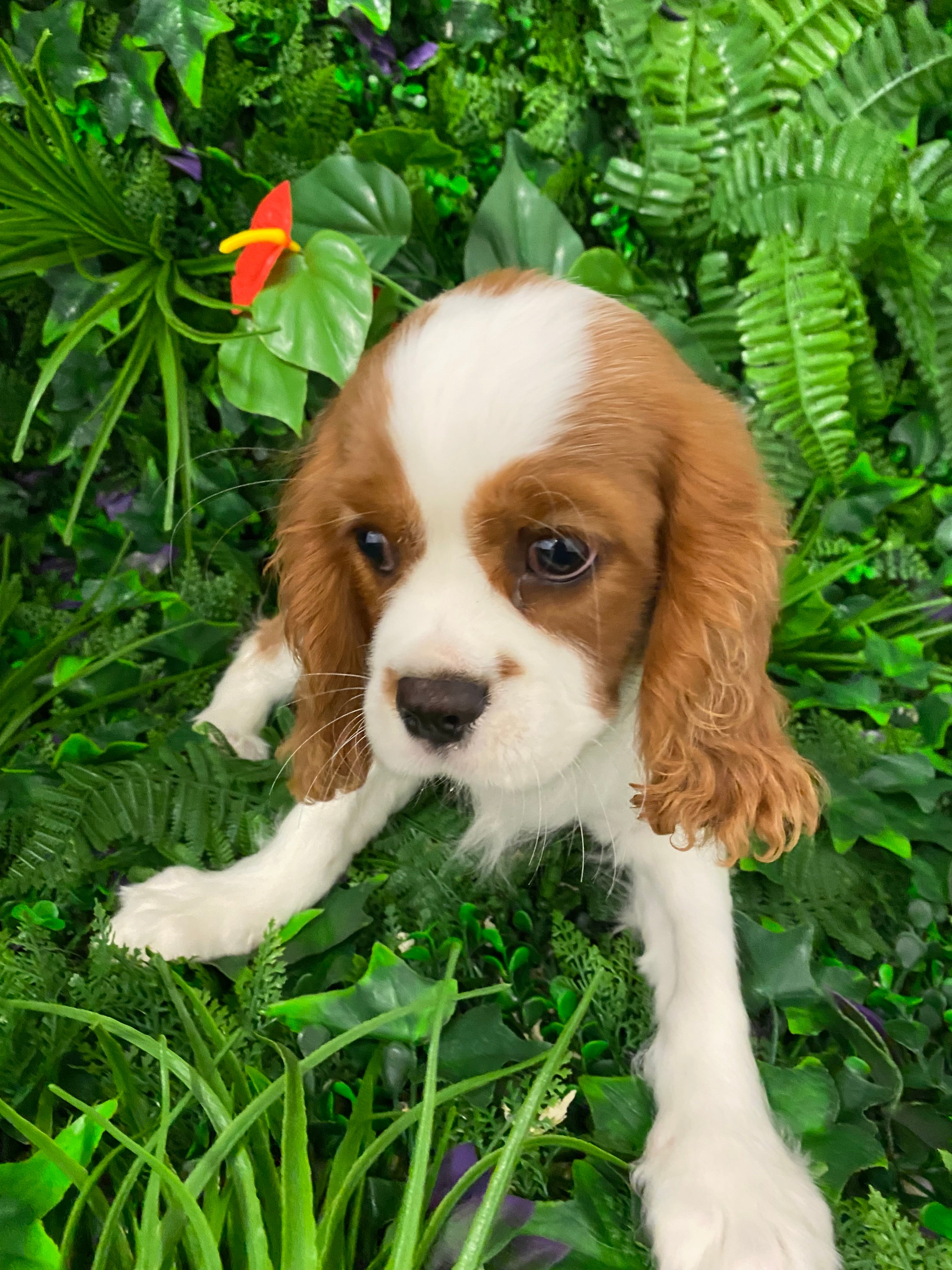 Chiot Cavalier King Charles - Acheter et réserver un chiot Cavalier ...