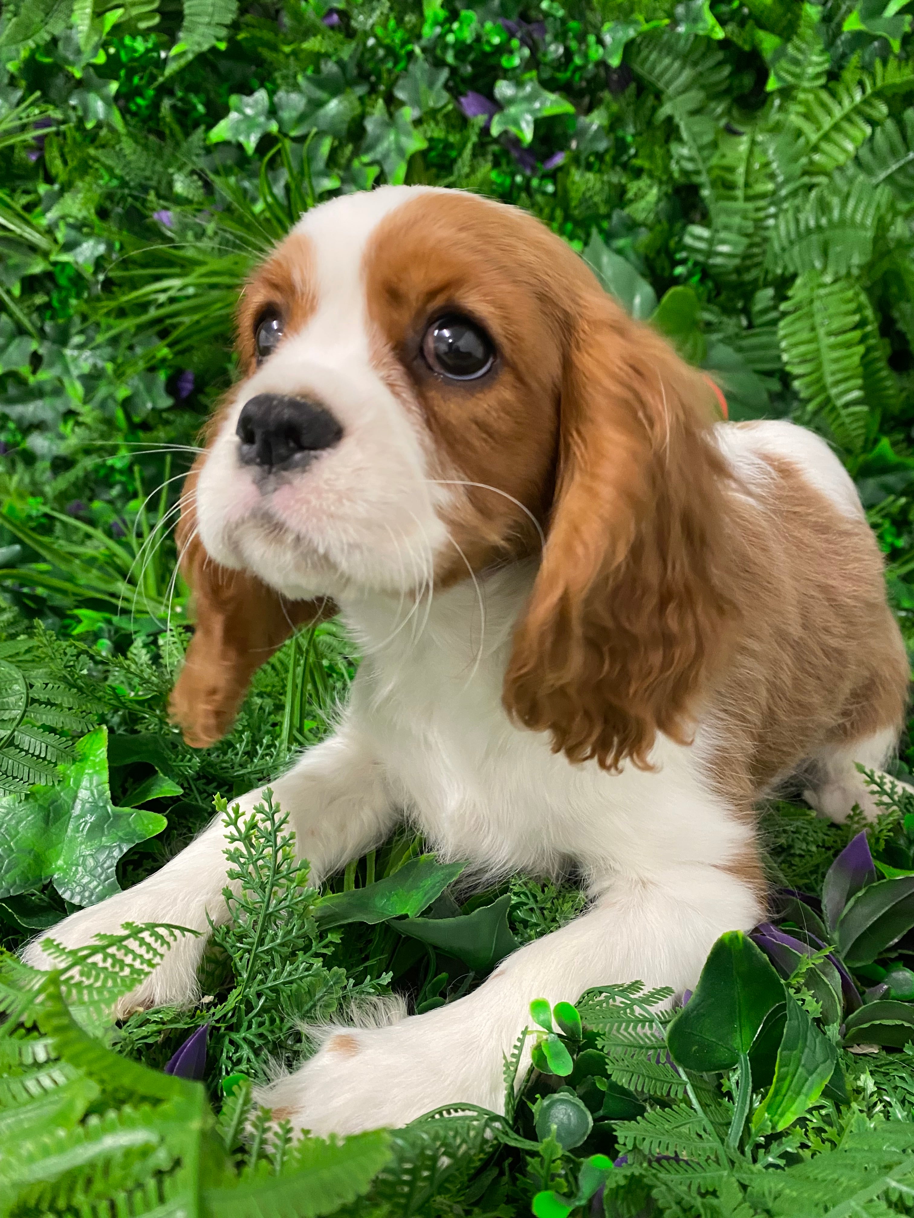 Chiot Cavalier King Charles - Acheter et réserver un chiot Cavalier ...