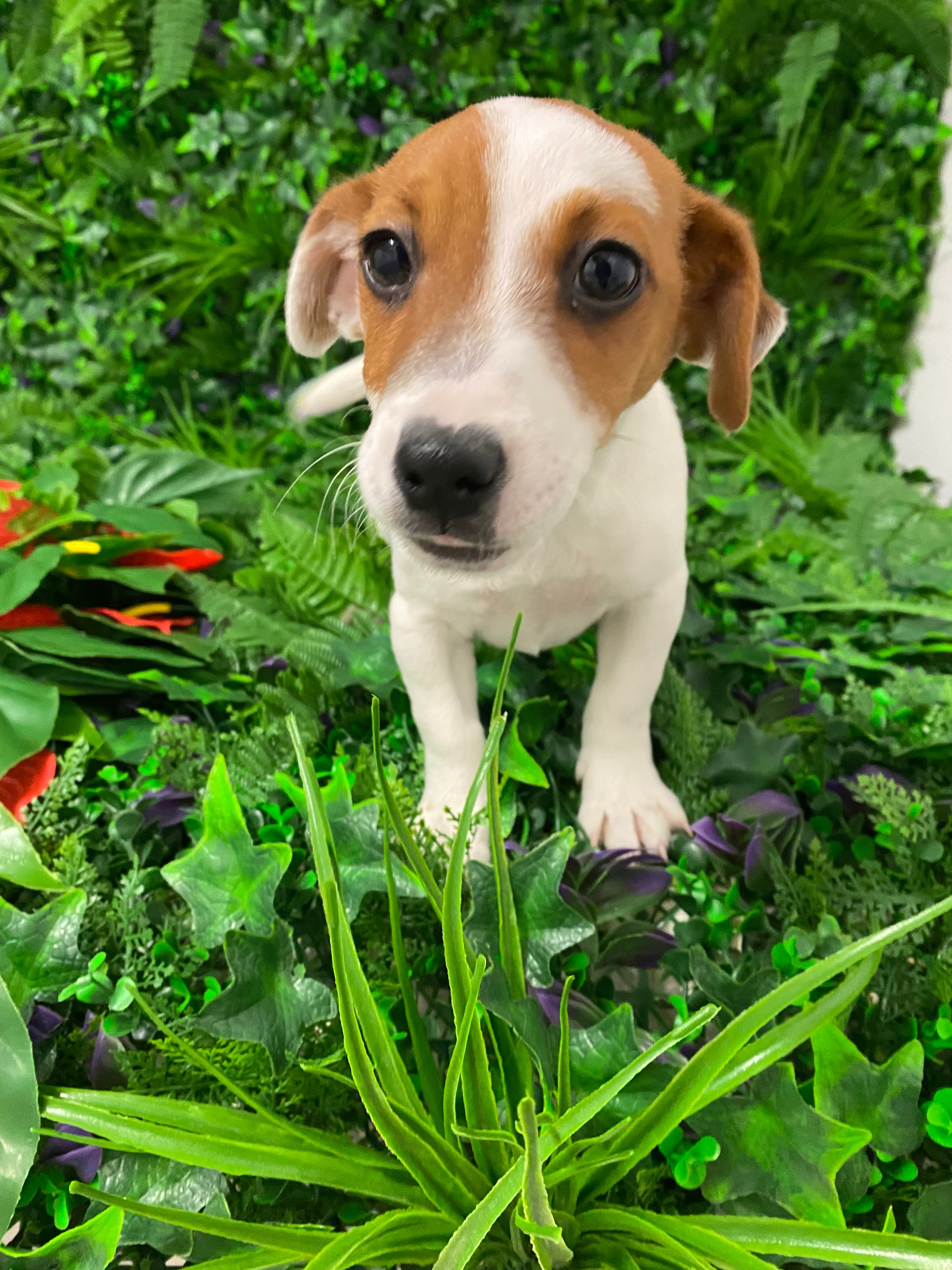 Chiot Jack Russell Terrier - Acheter et réserver un chiot Jack Russell – CHIOTS.COM