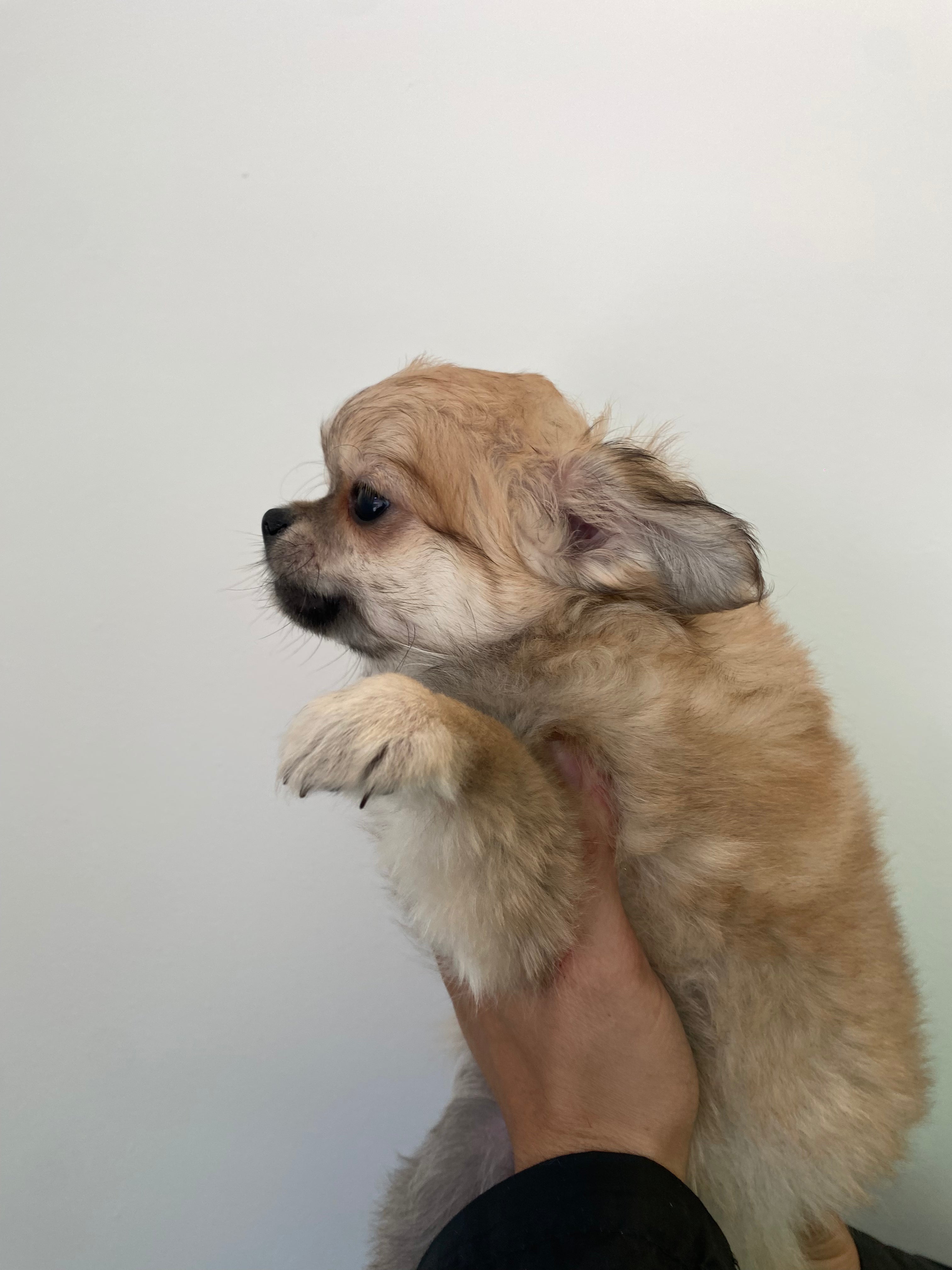 Chiot Chihuahua - Acheter et réserver un chiot Chihuahua – CHIOTS.COM