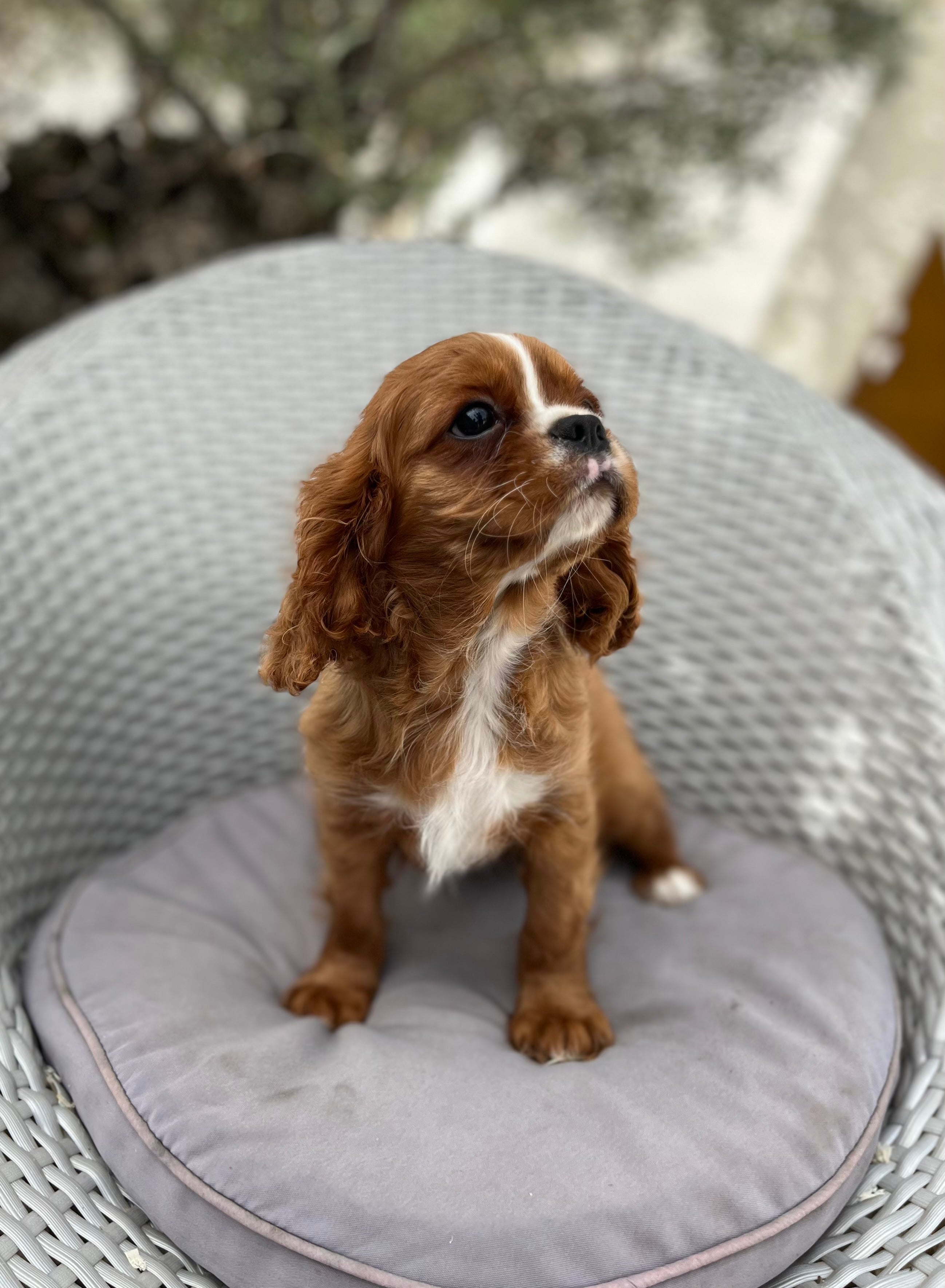 Chiot Cavalier King Charles - Acheter et réserver un chiot Cavalier ...