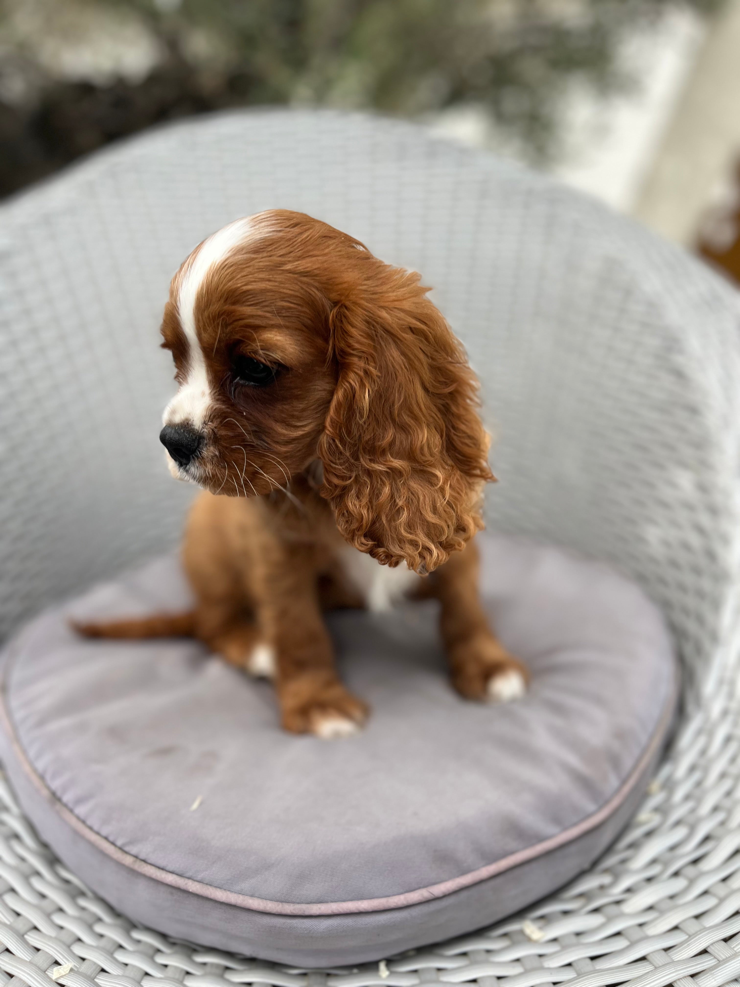 Chiot Cavalier King Charles - Acheter et réserver un chiot Cavalier ...