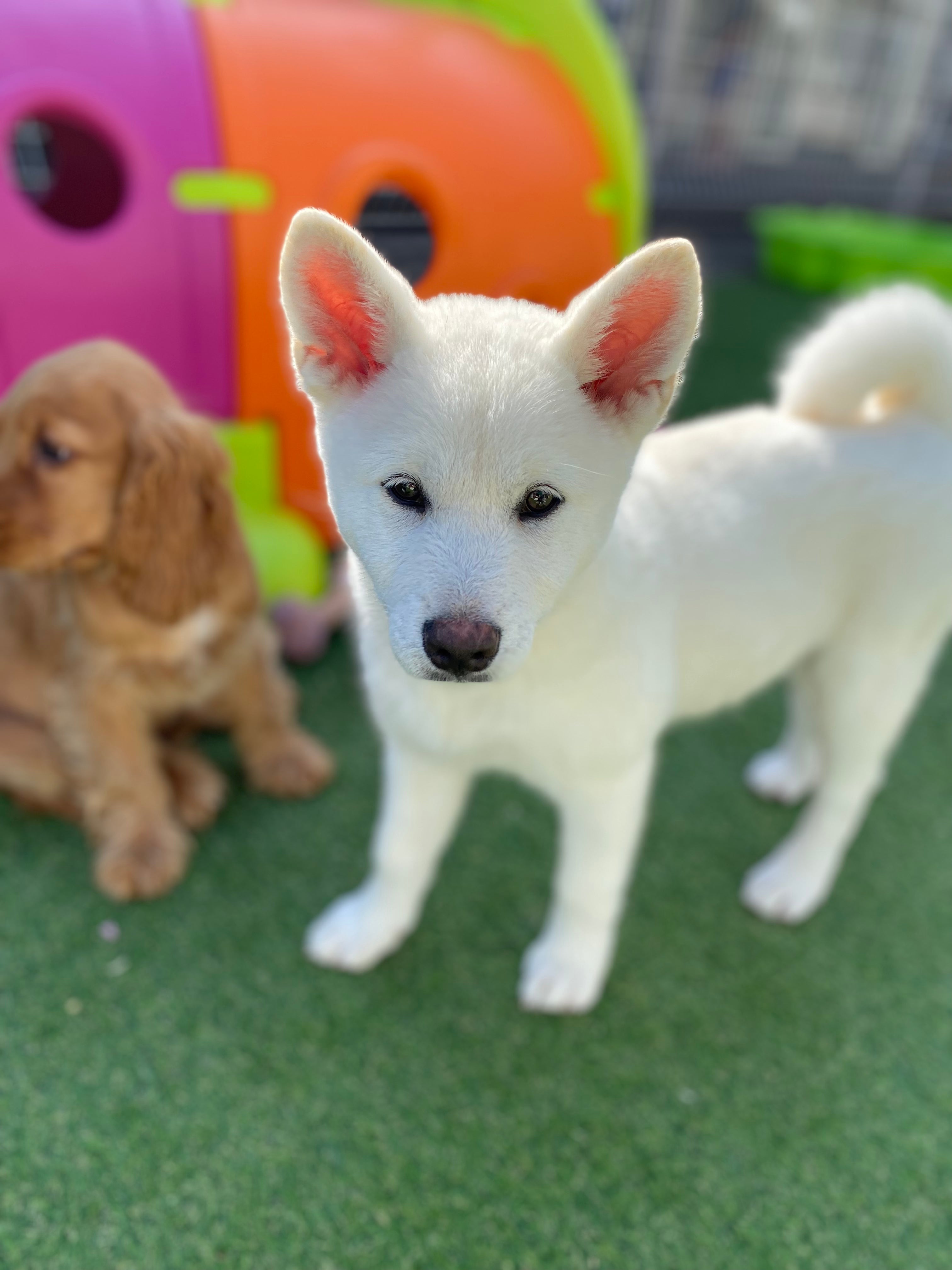 Chiot Shiba Inu - Acheter et réserver un chiot Shiba – CHIOTS.COM