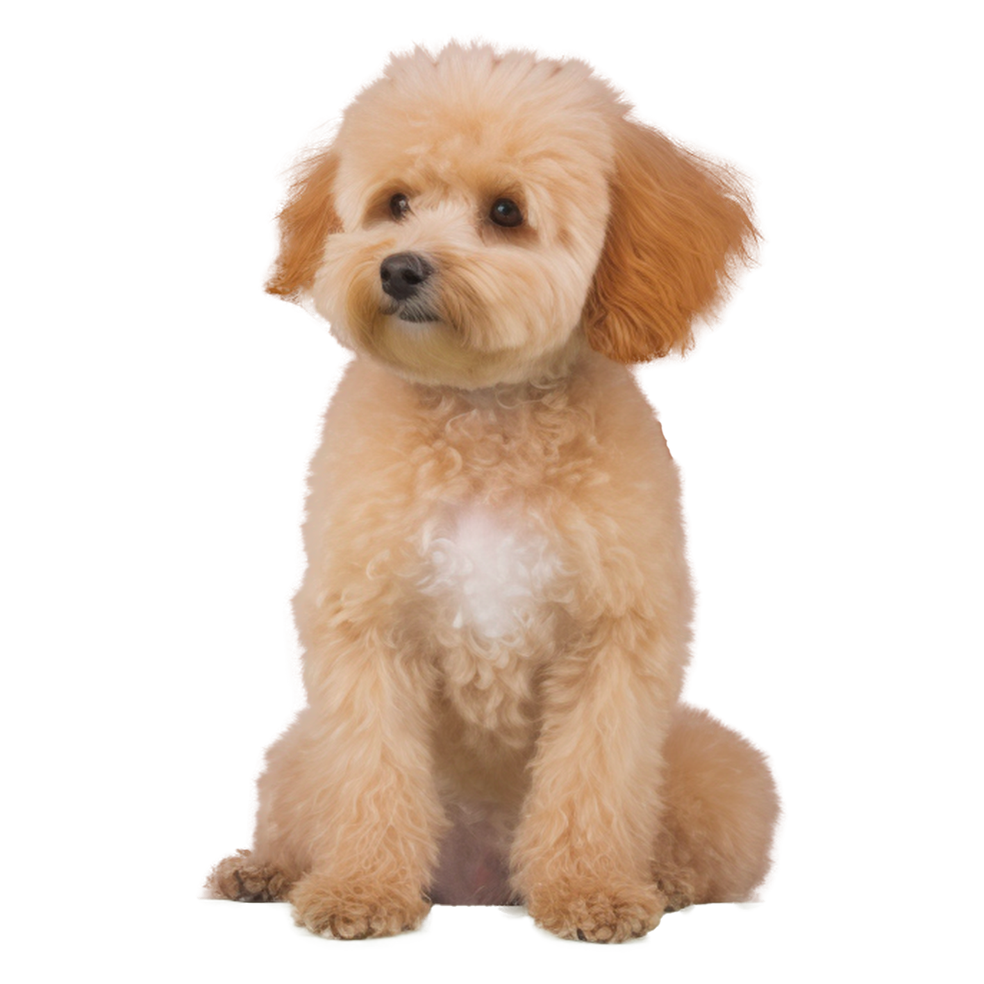 Chiot Caniche - Acheter et réserver un chiot Caniche – CHIOTS.COM