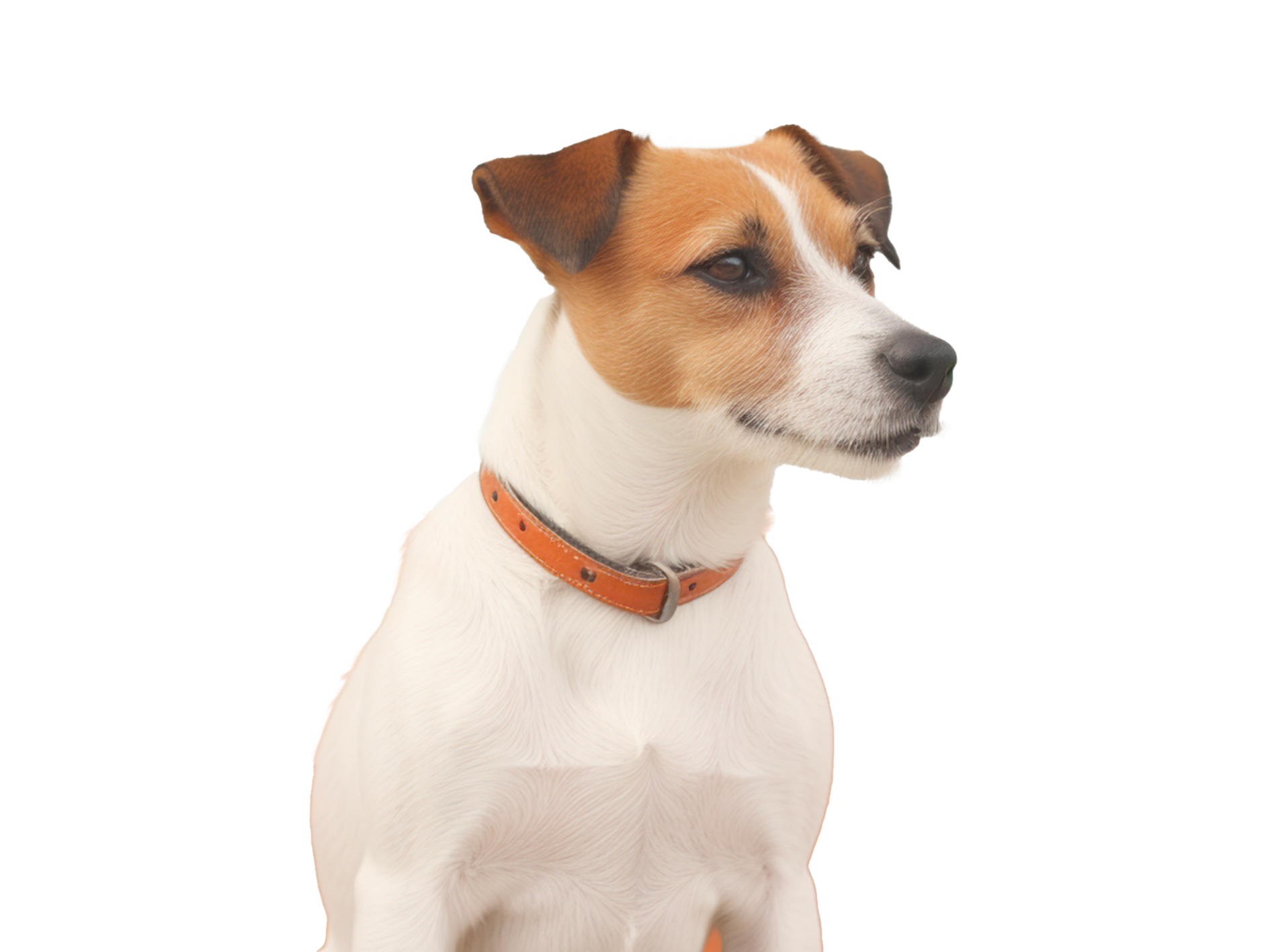 Chiot Jack Russell Terrier - Acheter et réserver un chiot Jack Russell ...