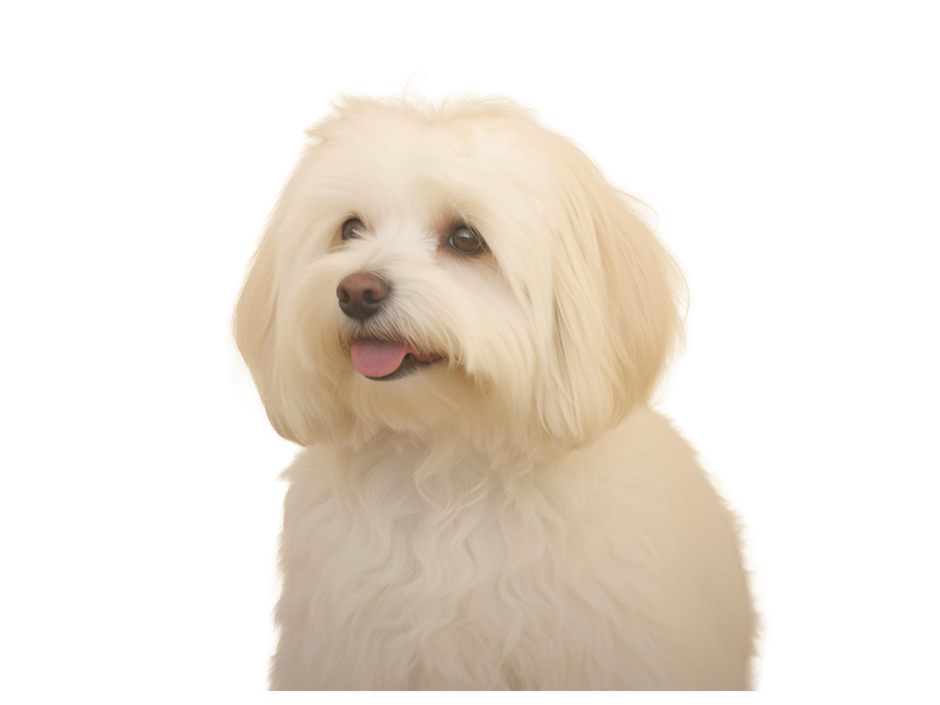 Chiot Bichon Maltais - Acheter et réserver un chiot Bichon Maltais ...