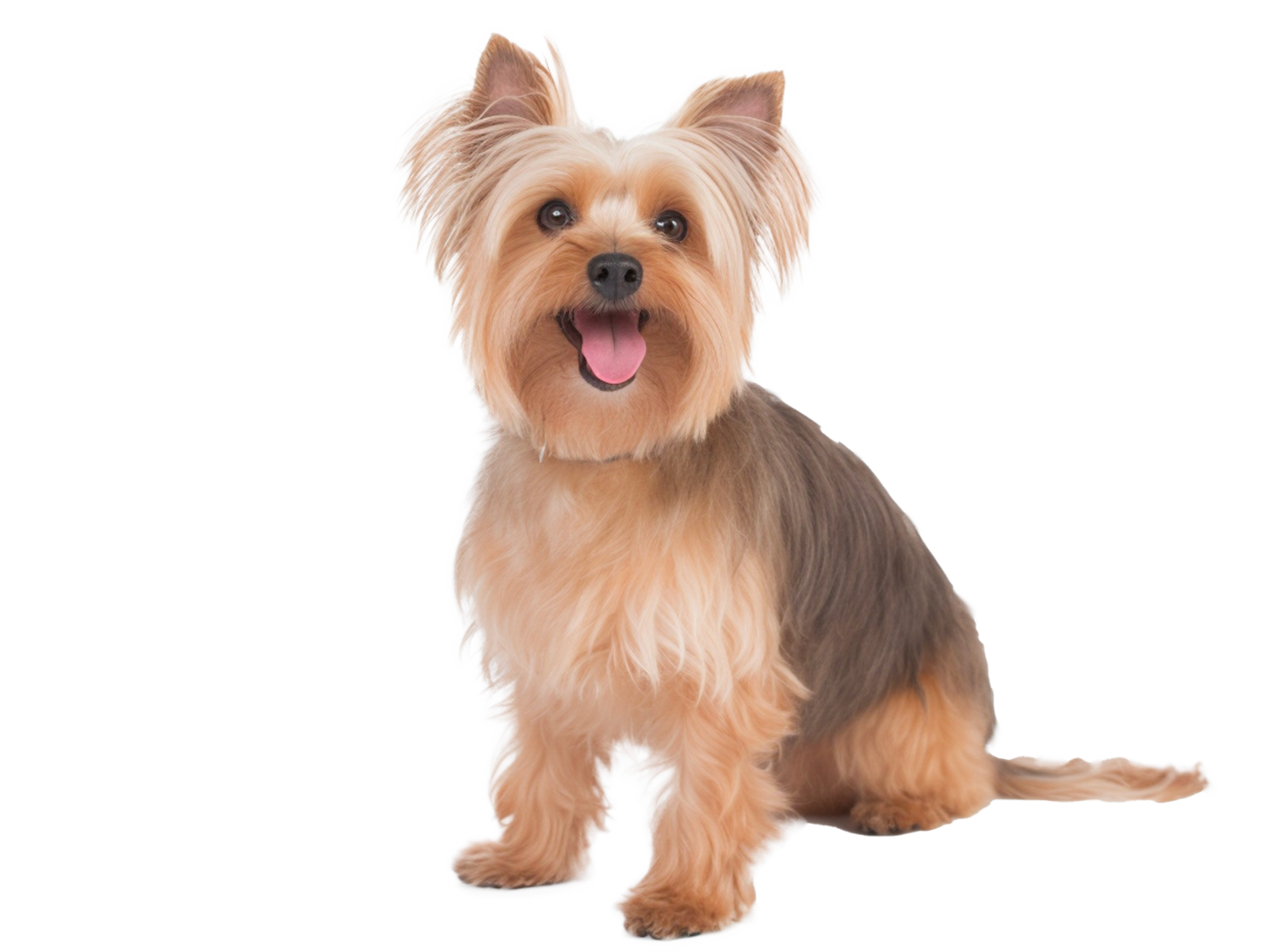 Chiot Yorkshire Terrier - Acheter et réserver un chiot Yorkshire ...